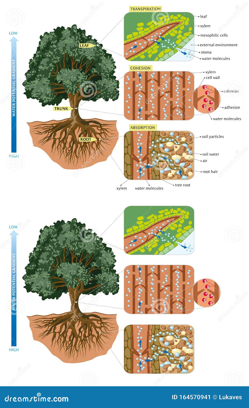 Tree-movement of water stock vector. Illustration of cohesion - 164570941
