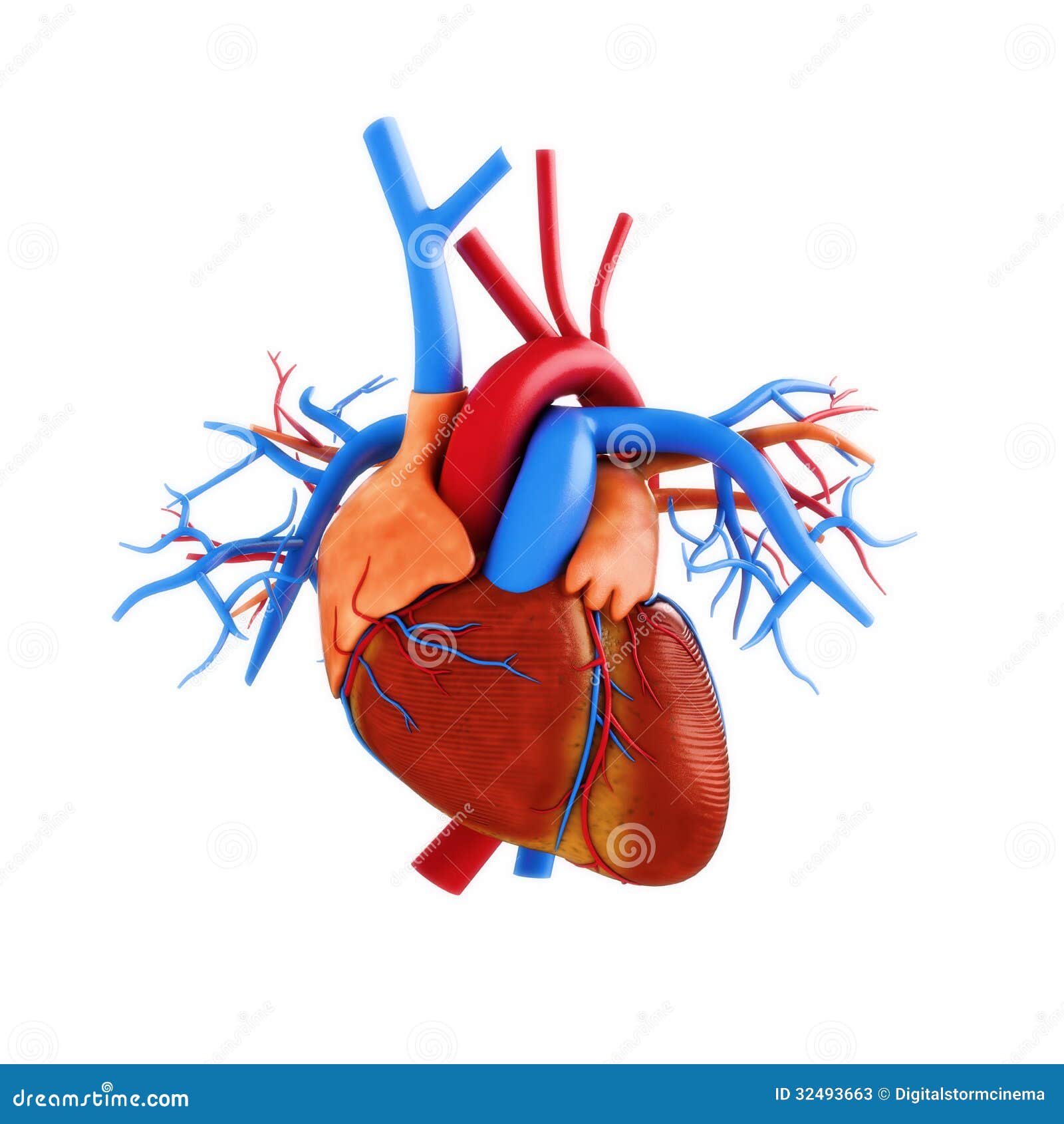 Illustration Humaine D'anatomie De Coeur Illustration Stock ...
