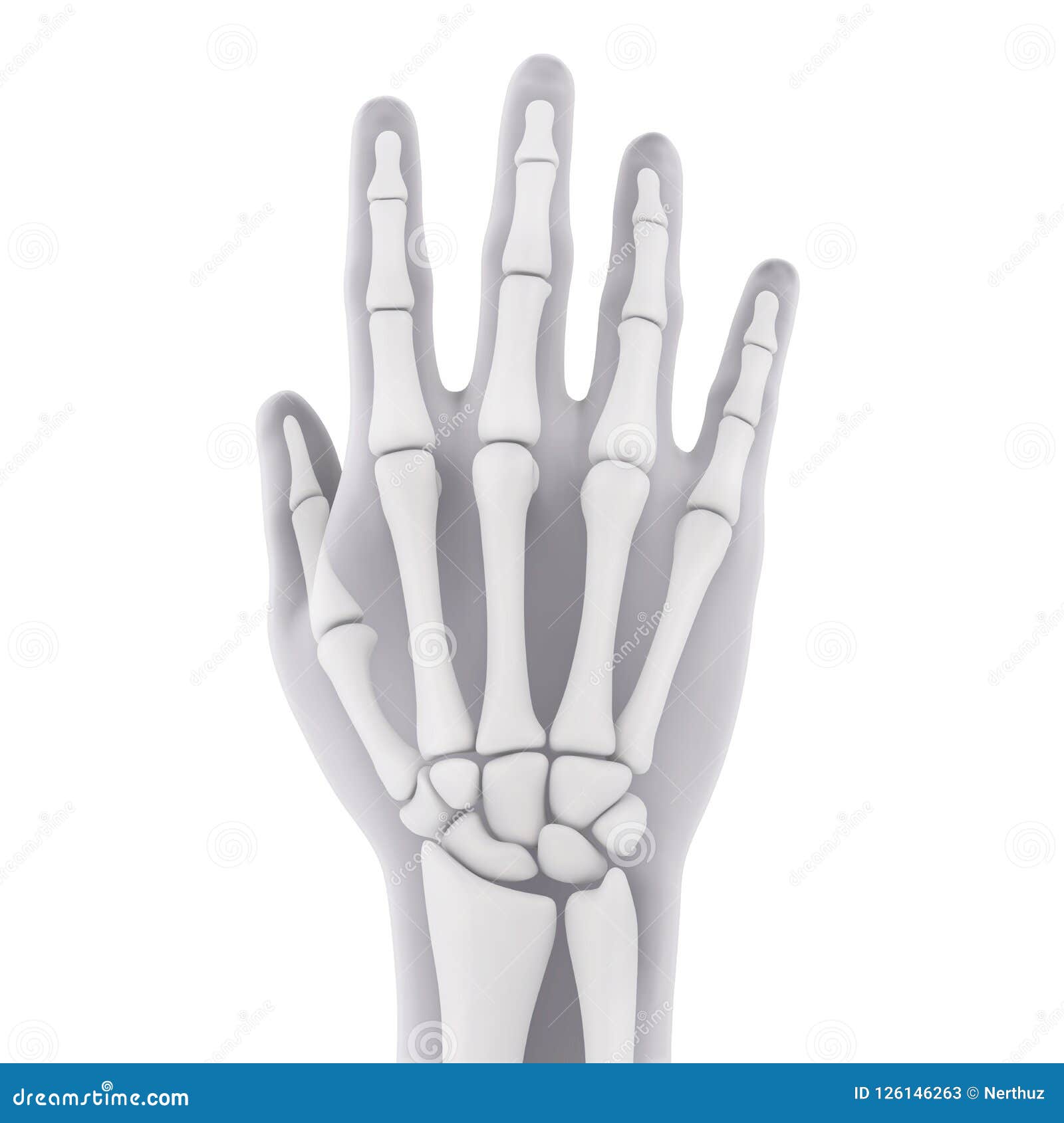 Illustration Humaine D'anatomie De Main Illustration Stock ...