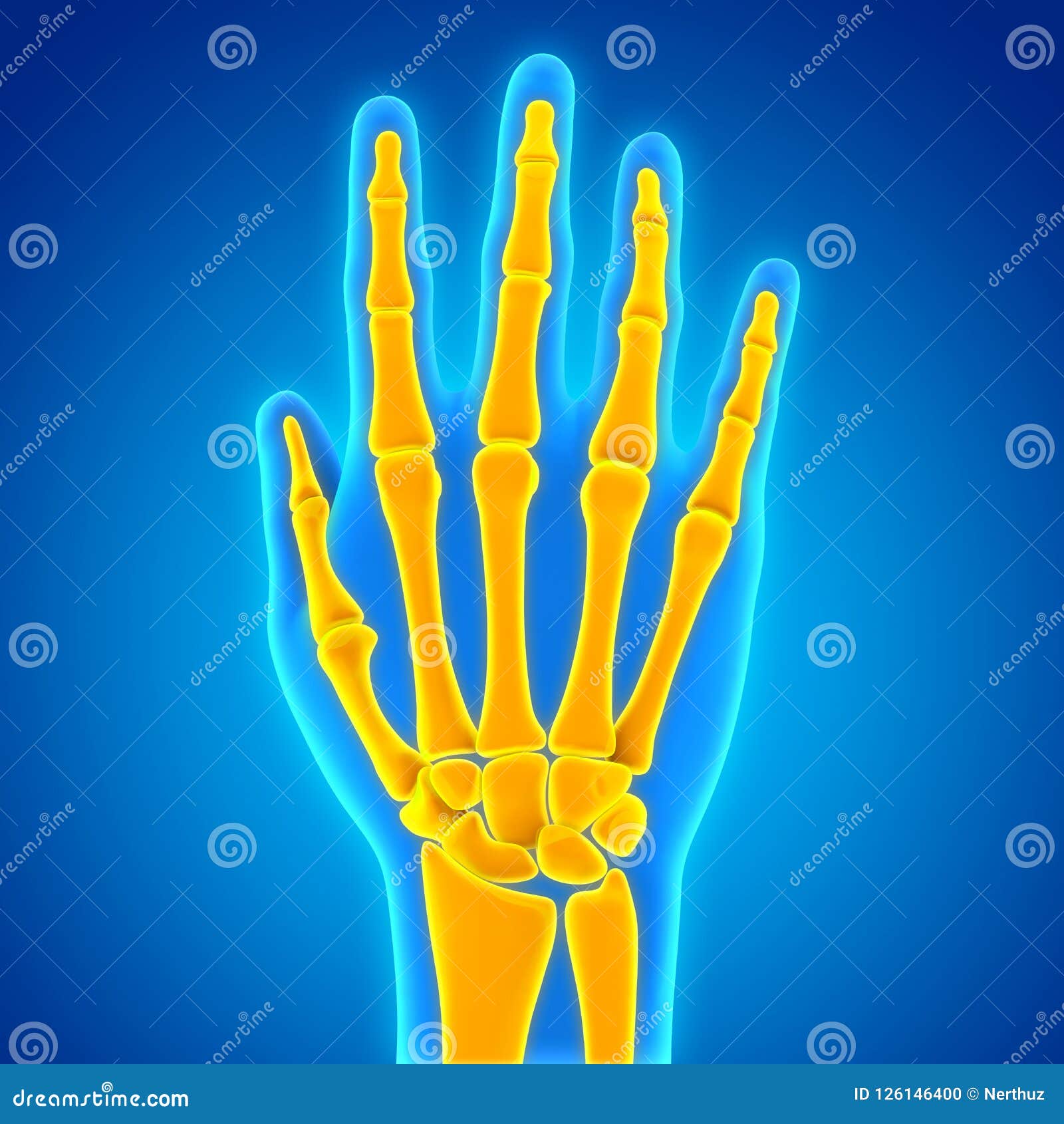 Illustration Humaine D'anatomie De Main Illustration Stock ...