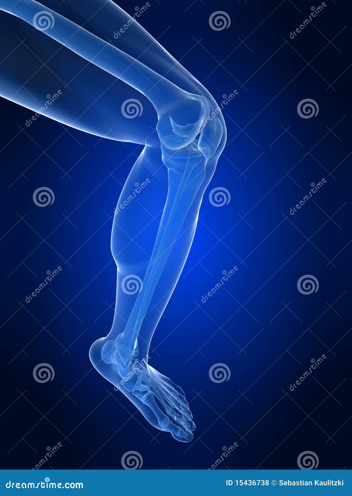 Illustration Humaine De Genou Illustration Stock - Illustration du ...