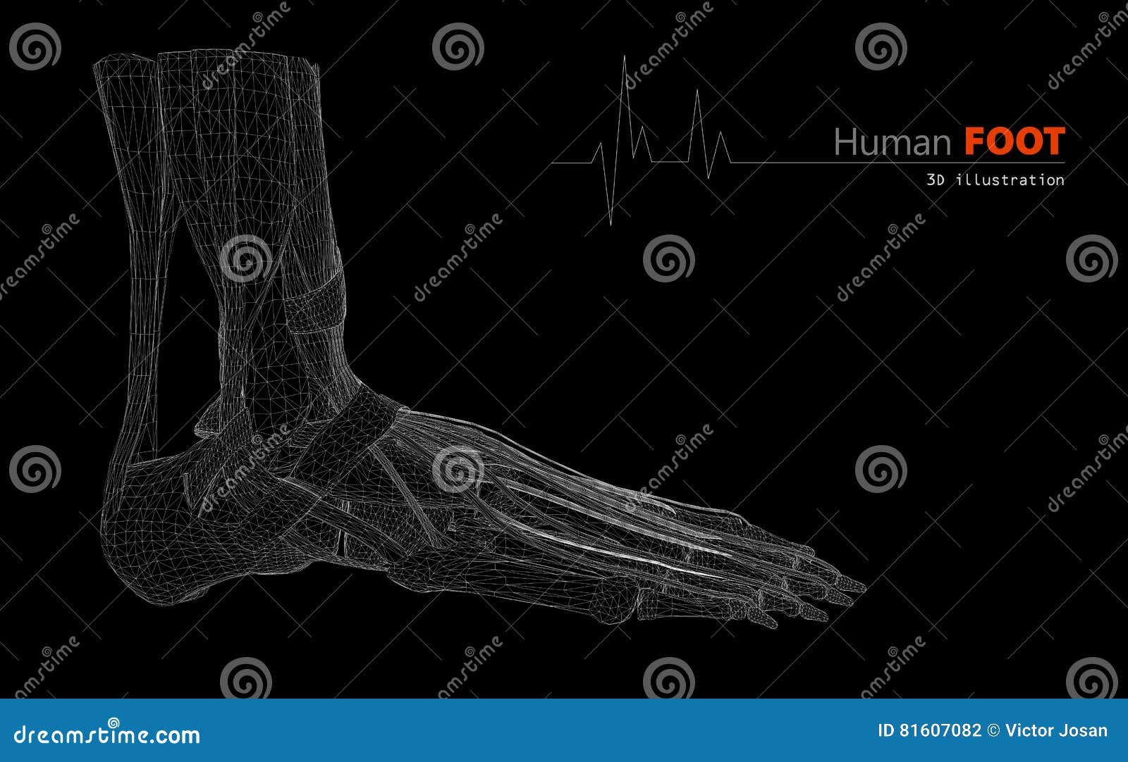 Illustration on Human Anatomy, Foot Background Stock Illustration ...