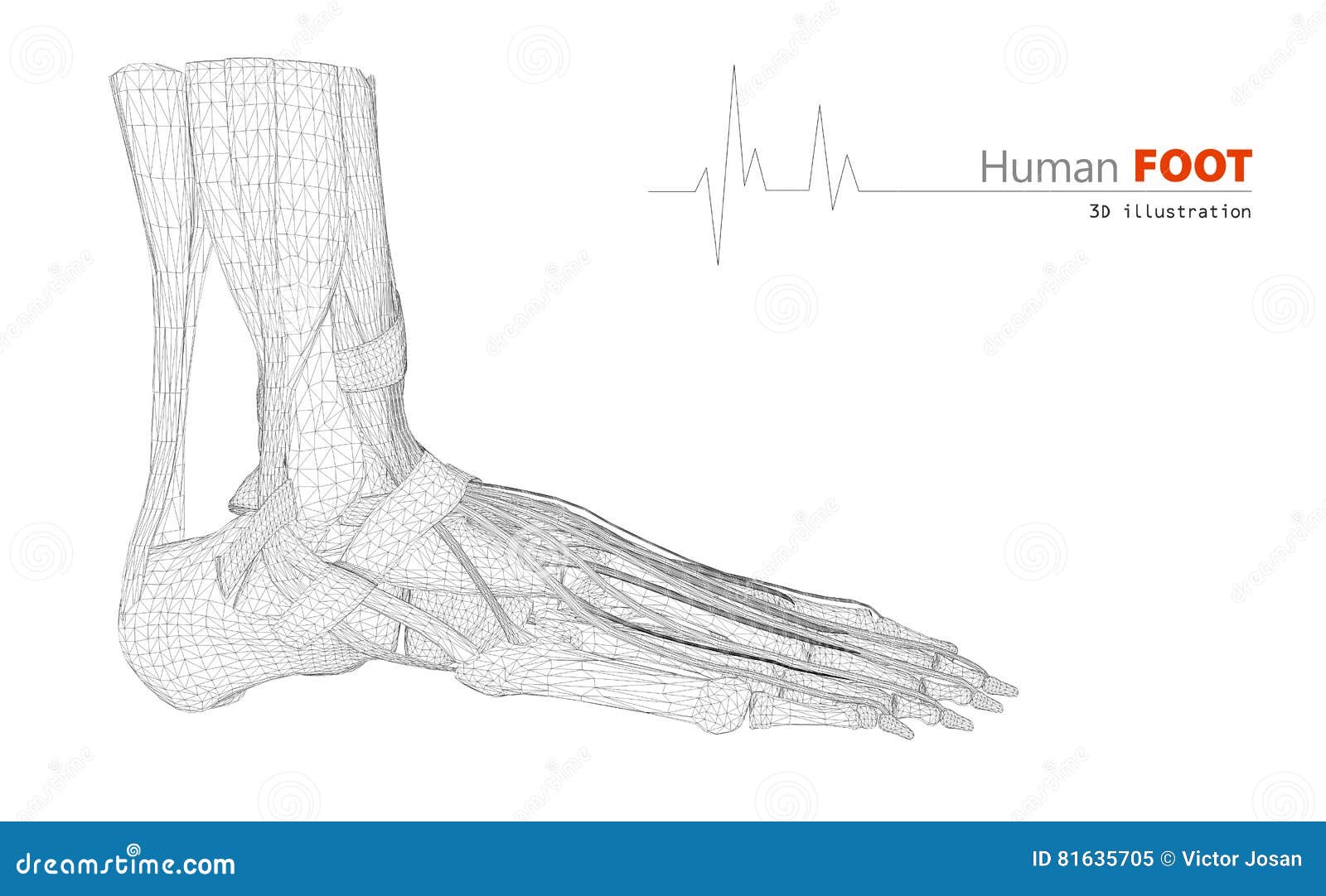 Illustration on Human Anatomy, Foot Background Stock Illustration ...
