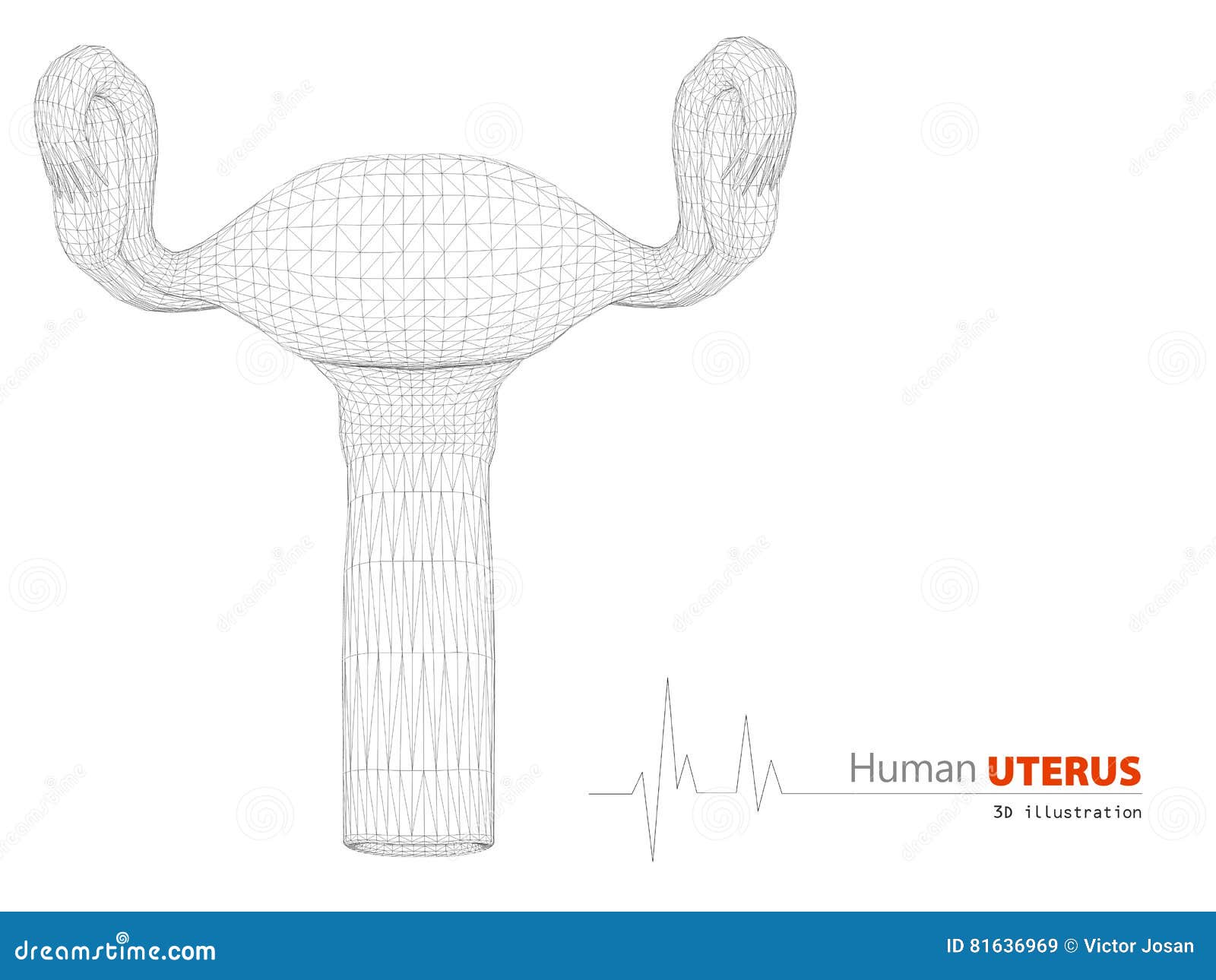 Illustration on Human Anatomy, Uterus Isolated Background Stock ...