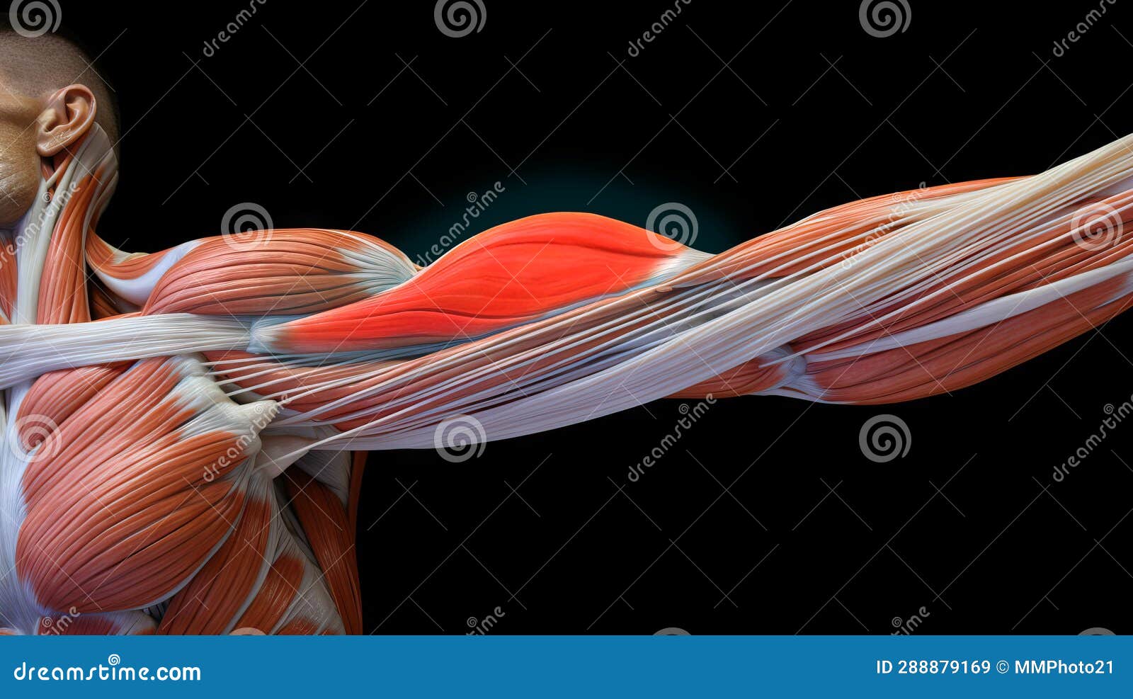 Illustration of Human Arm Muscles with Highlighted Bulging Bicep Stock ...