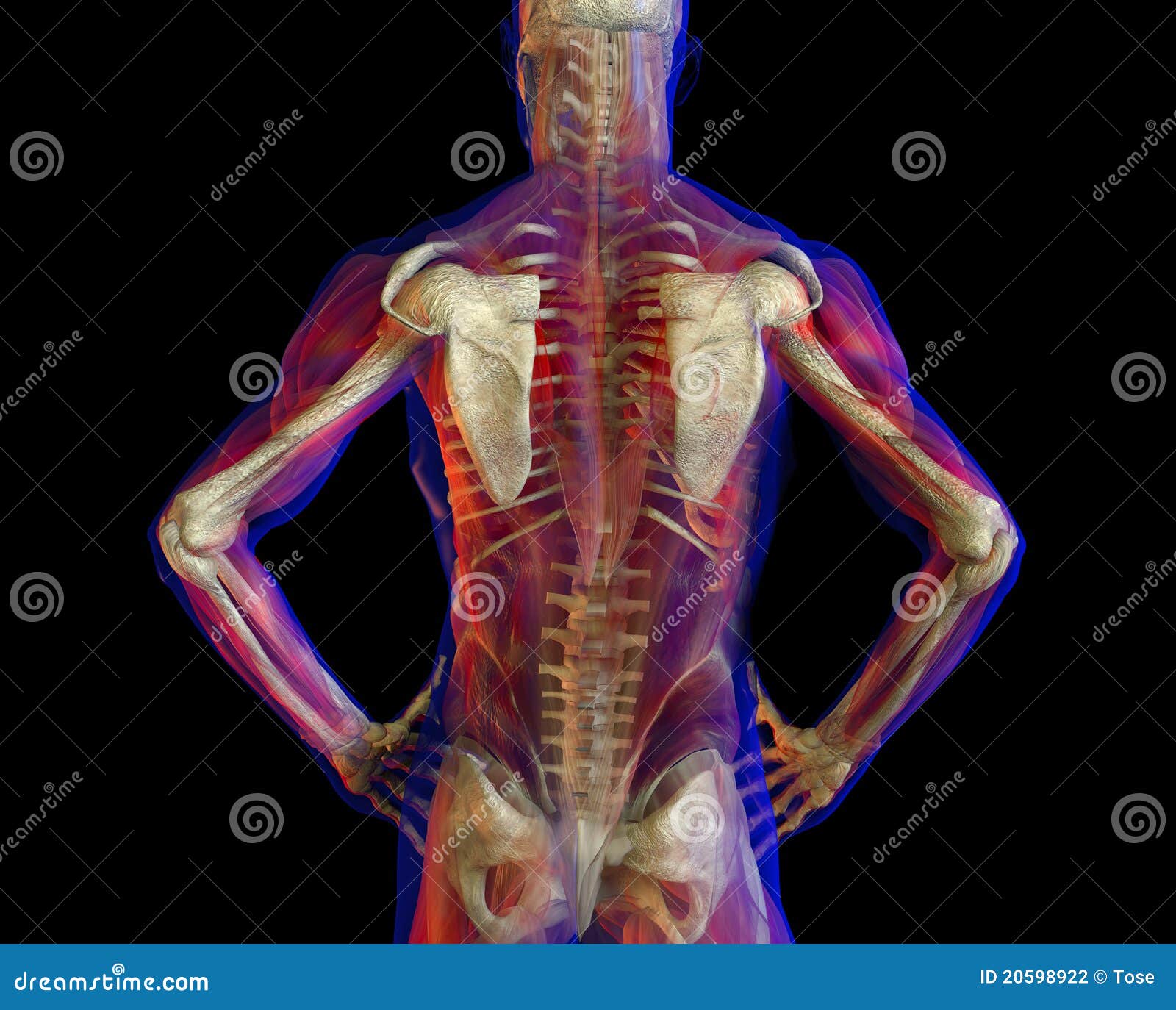 Illustration of Human Back and Skeleton Stock Illustration ...