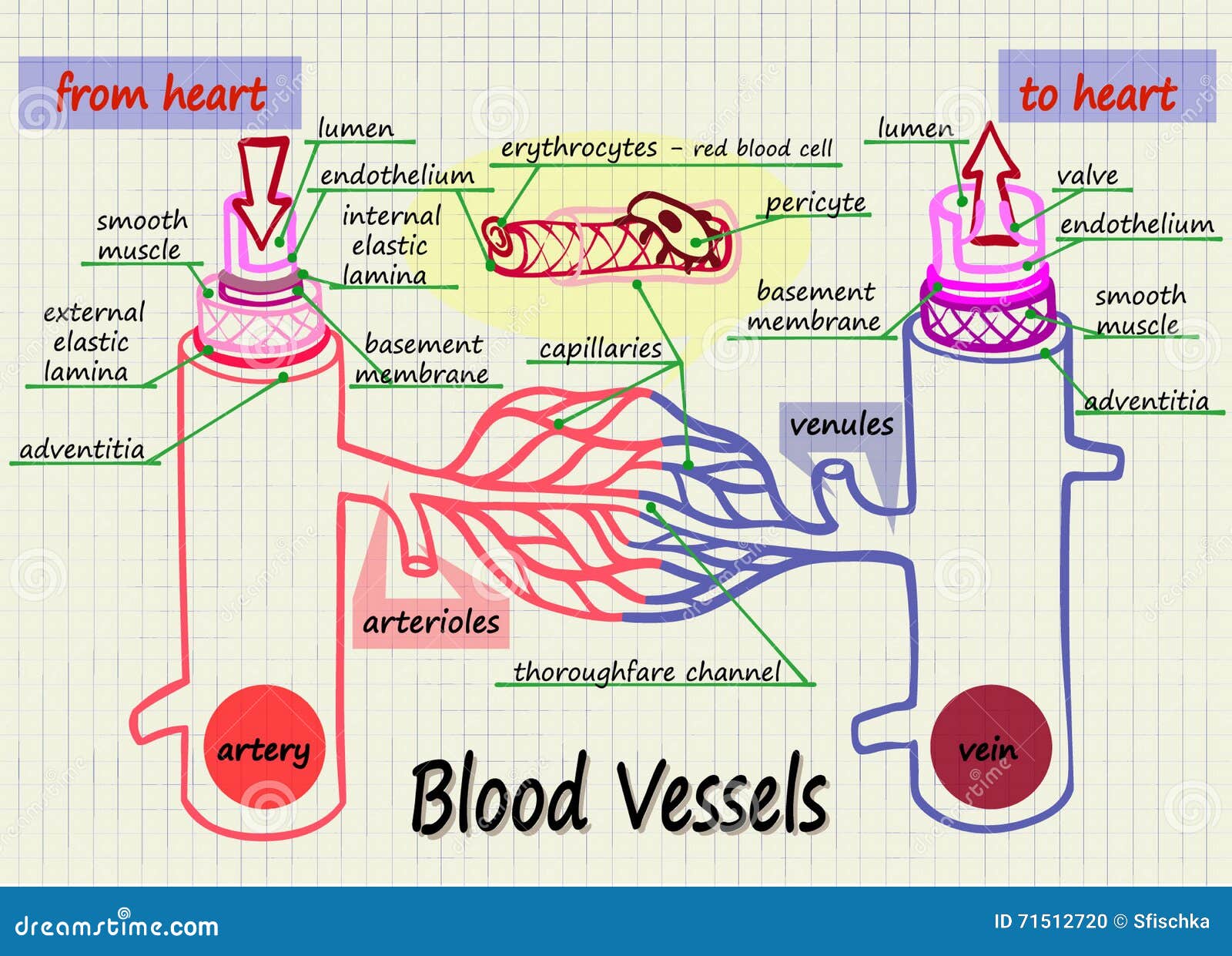Illustration of Human Blood Vessels Stock Vector - Illustration of ...