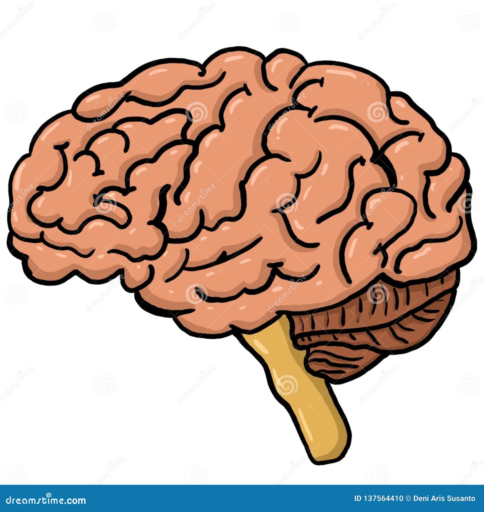 Illustration of Human Brain Anatomy Stock Illustration - Illustration ...