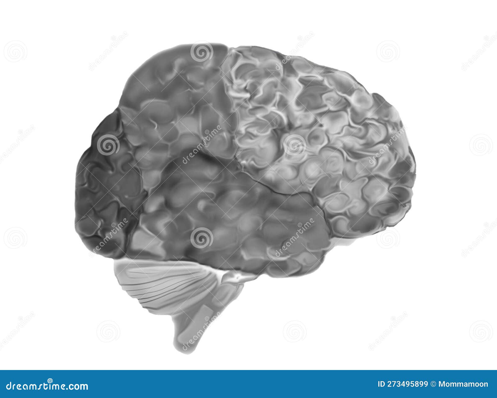 Illustration of the Human Brain Stock Illustration - Illustration of ...
