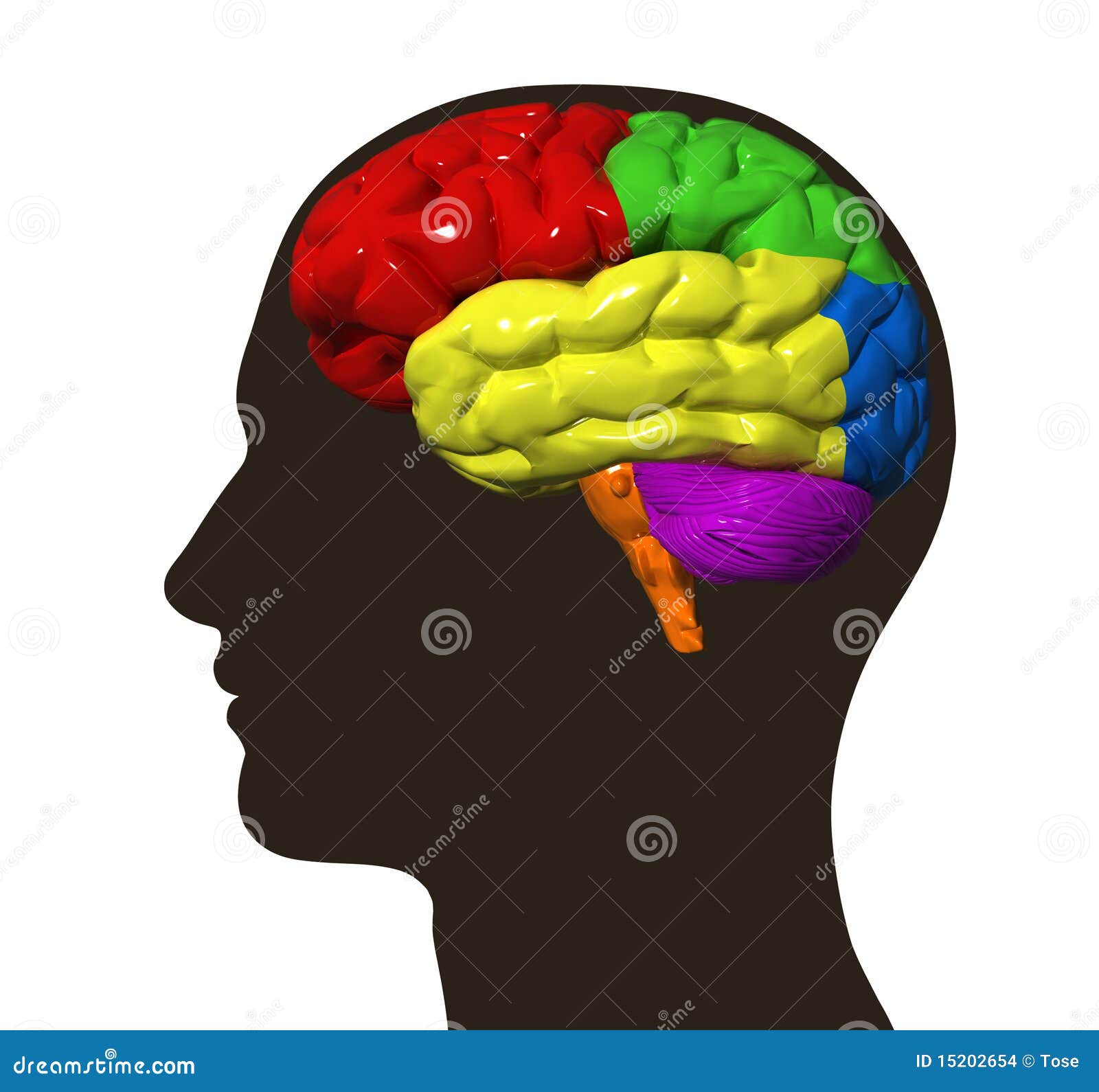 Illustration of Human Brain and Male Profile Stock Illustration ...