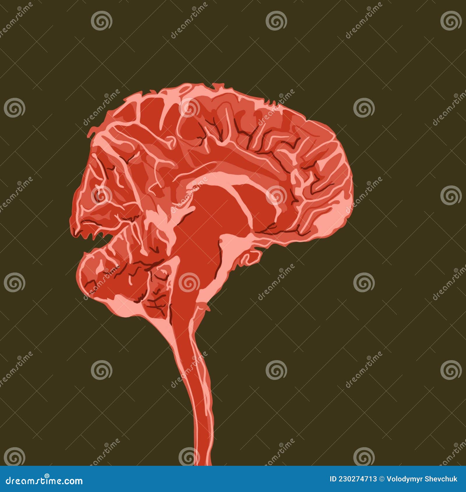 Human Brain Slice stock vector. Illustration of human - 230274713