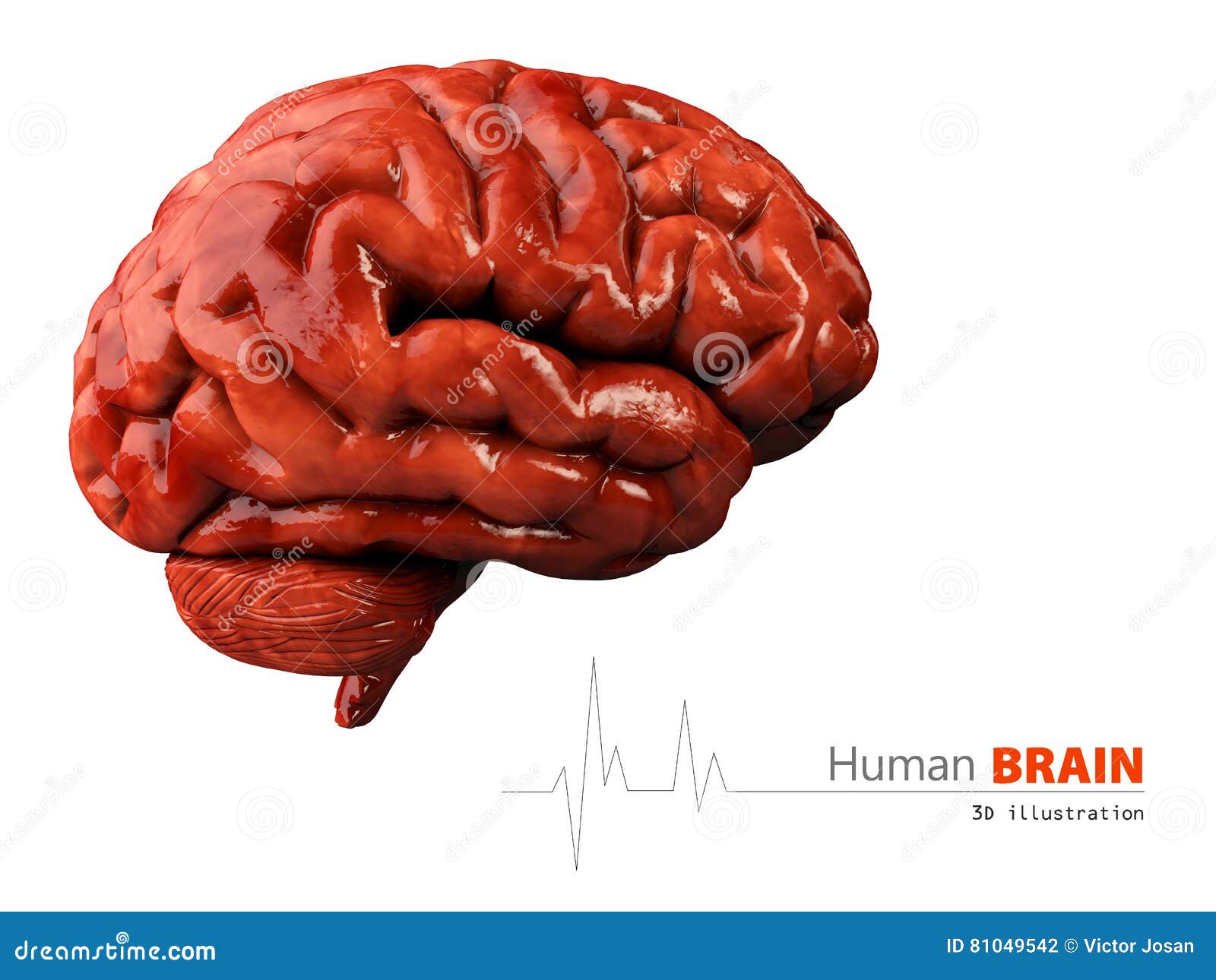 Illustration of Human Brain on White Background Stock Illustration ...