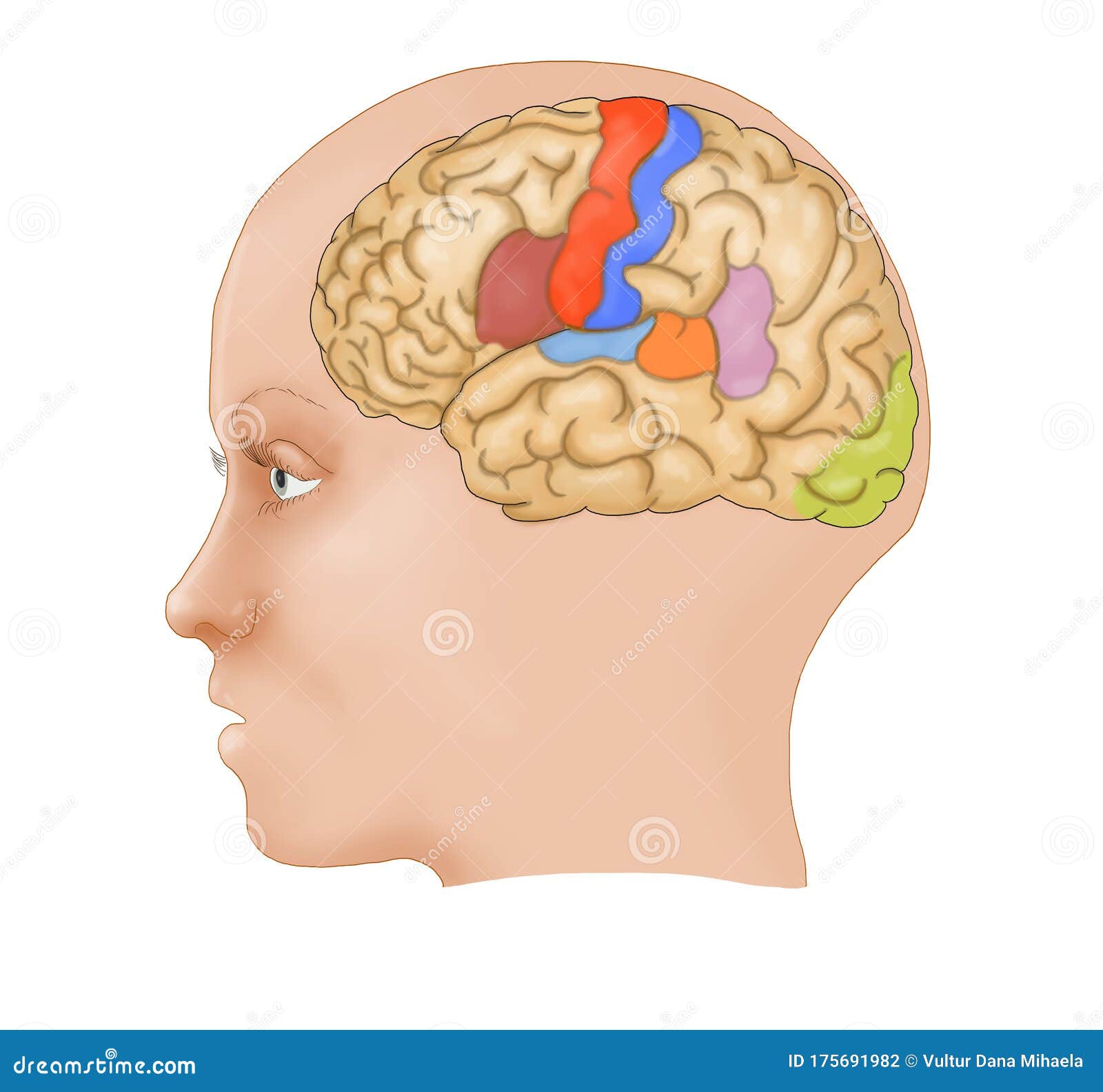 Human brain / side view stock illustration. Illustration of intellect ...
