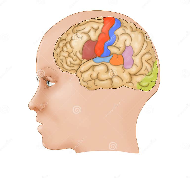 Human brain / side view stock illustration. Illustration of intellect ...