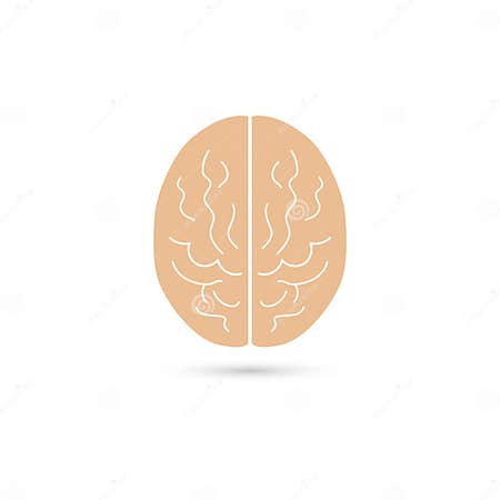 Illustration of Human Cerebral Cortex Stock Vector - Illustration of ...
