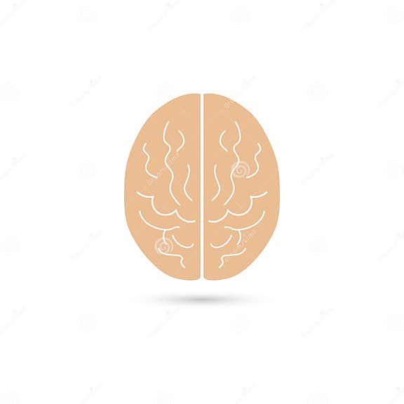 Illustration of Human Cerebral Cortex Stock Vector - Illustration of ...