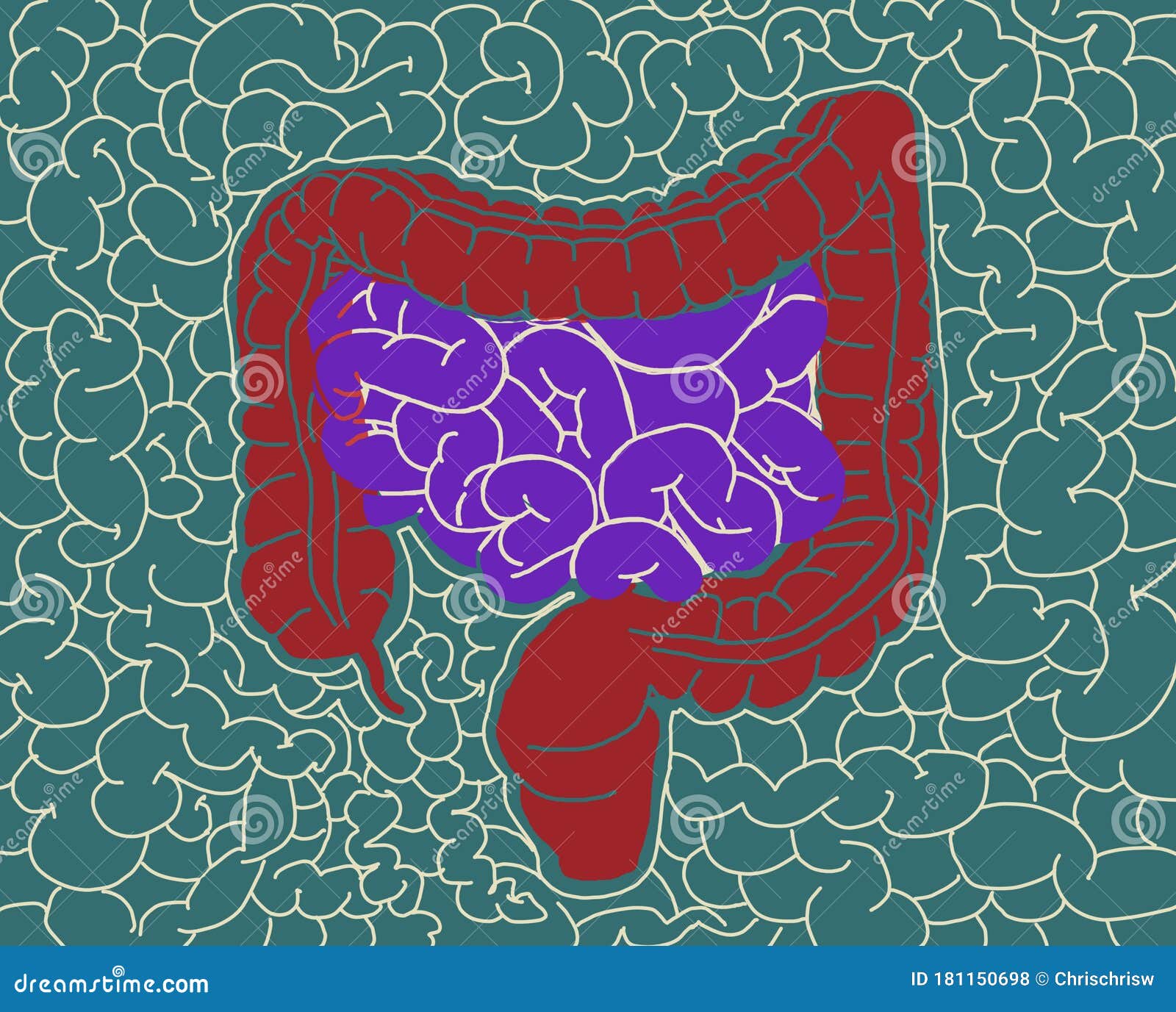 Illustration of Human Digestive System, Colon, Gut Stock Illustration ... Illustration of Human Digestive System, Colon, Gut Stock Illustration ...
