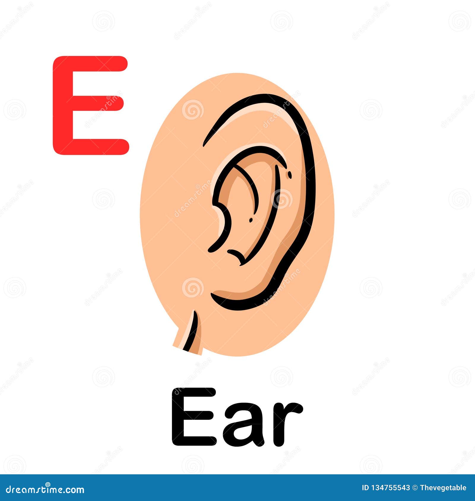 Human Ear Icon With Spelling Stock Image | CartoonDealer.com #134755543