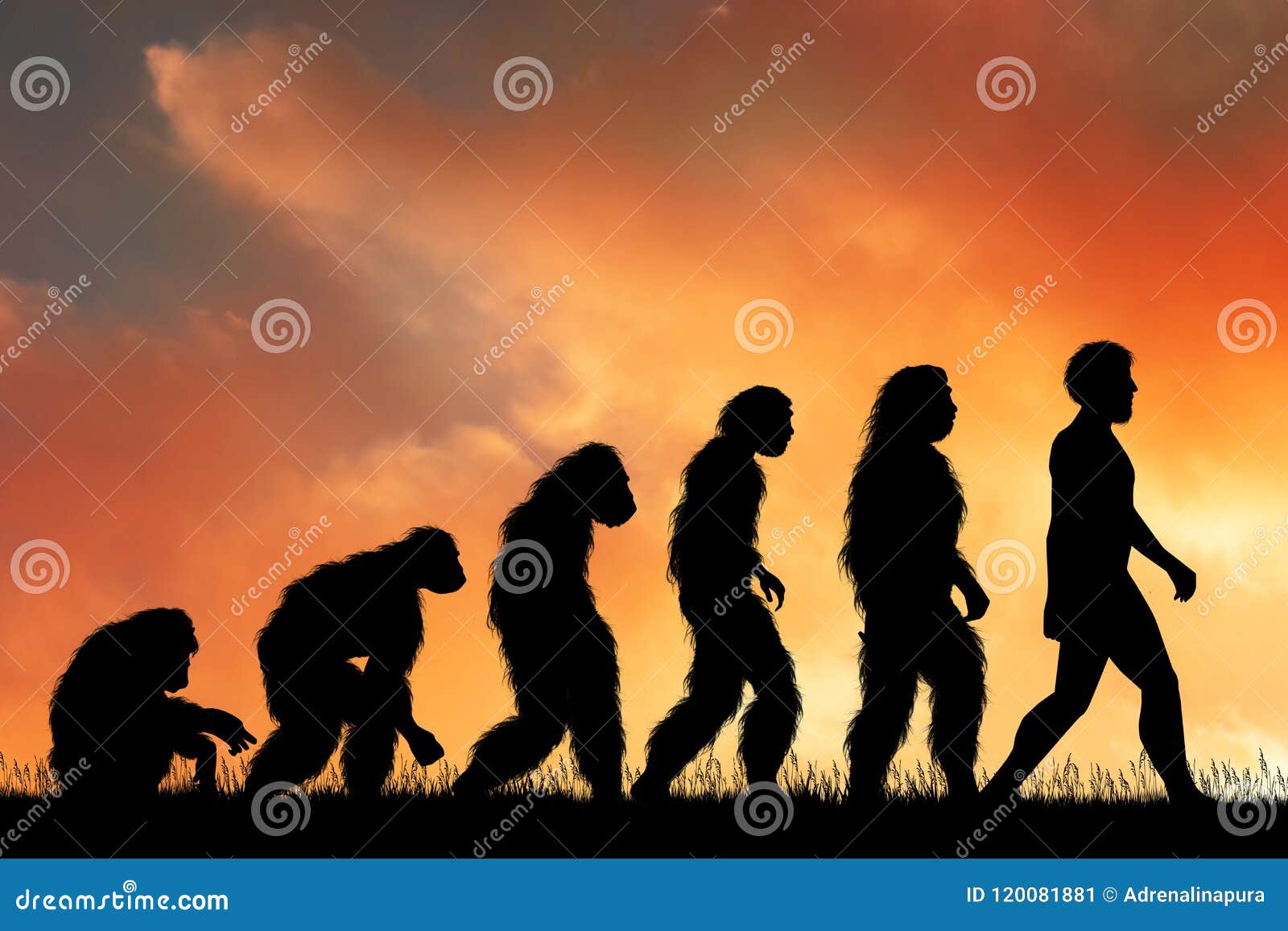 Evolution Of Human Skull Sahelanthropus Tchadensis . Australopithecus ... Evolution Of Human Skull Sahelanthropus Tchadensis . Australopithecus ...