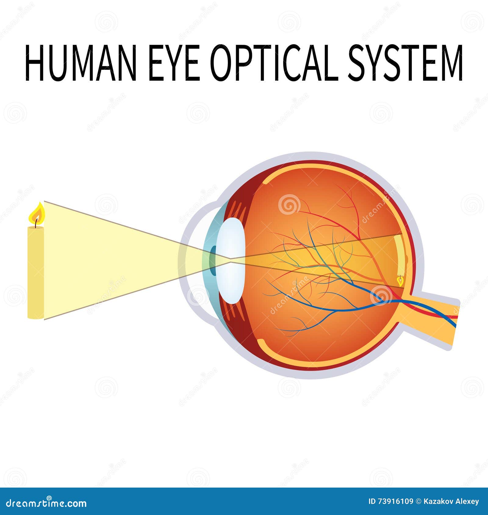Illustration of the Human Eye Optical System. Stock Vector ...
