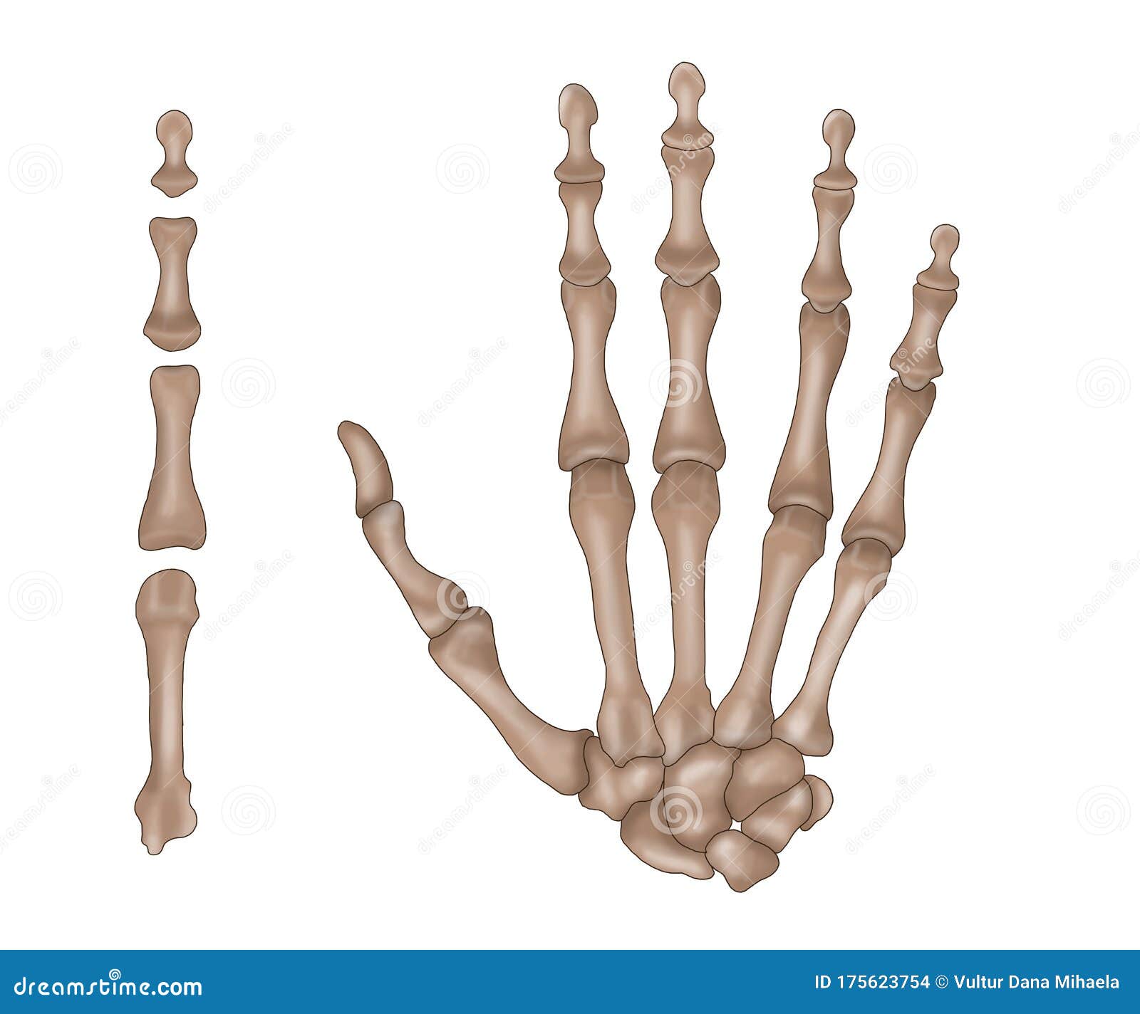 Hand bones stock illustration. Illustration of bones - 175623754