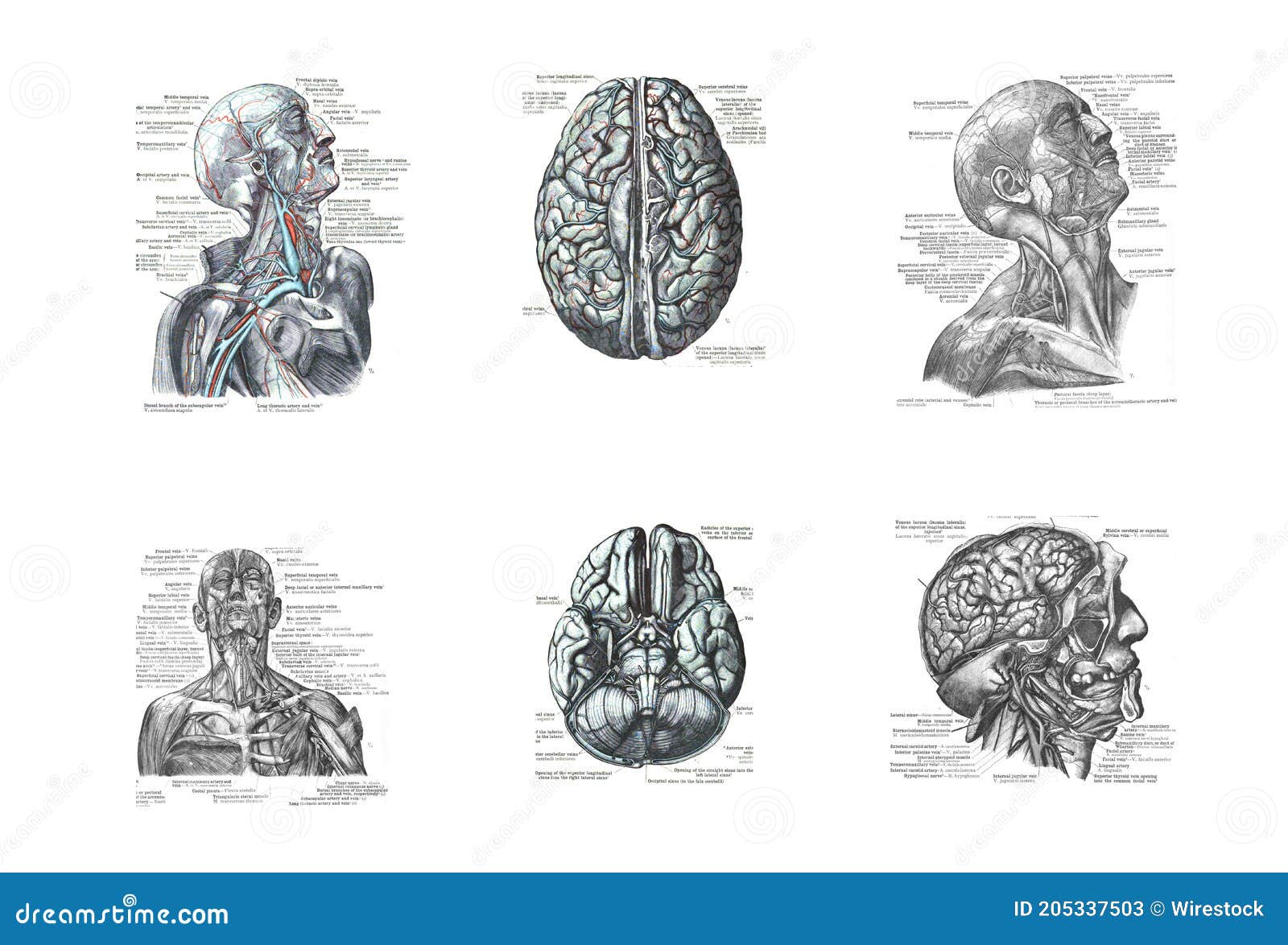 Illustration of the Human Head Circulatory System and the Brain from ...