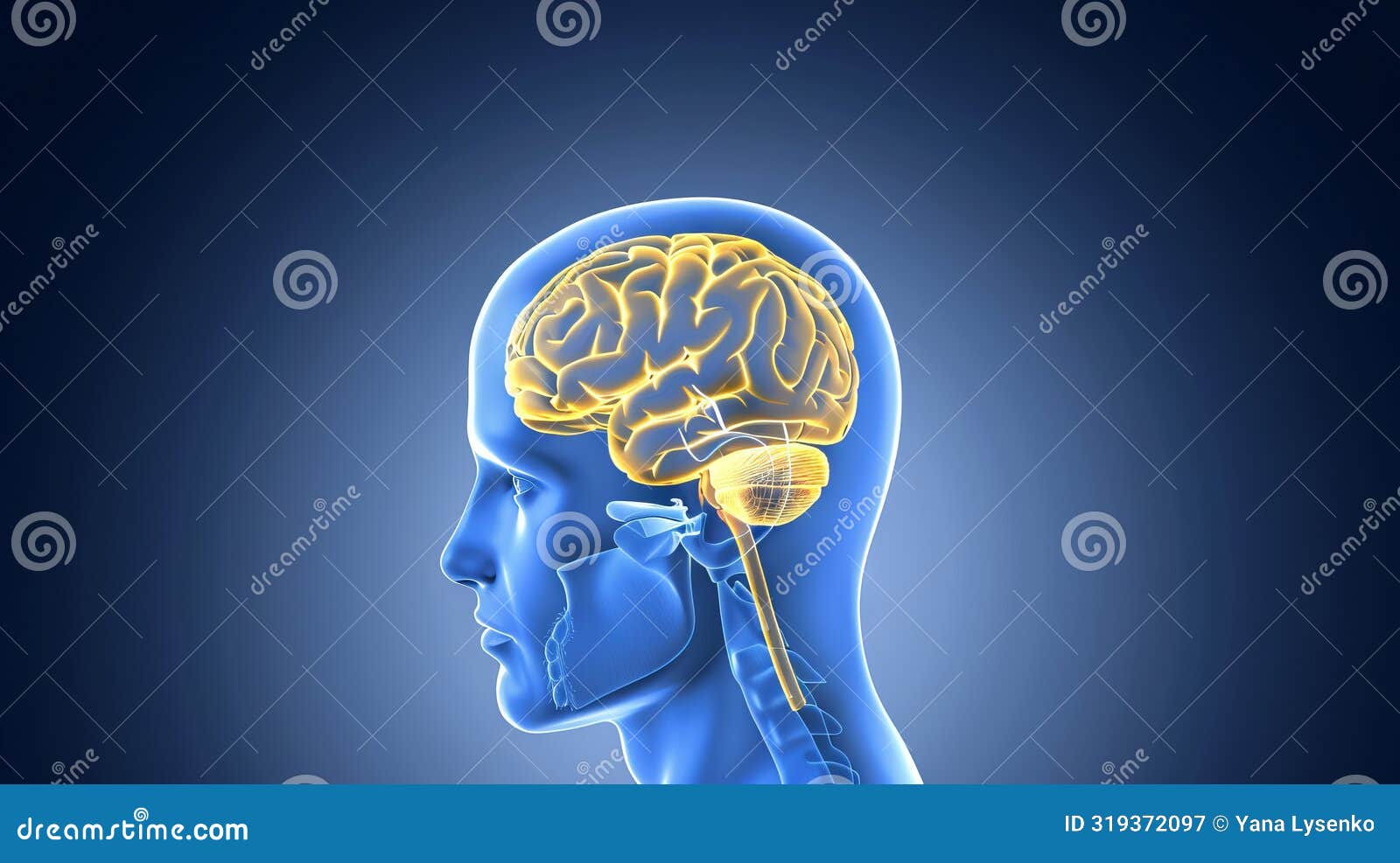 Illustration of a Human Head with a Glowing Brain with Highlighted ...