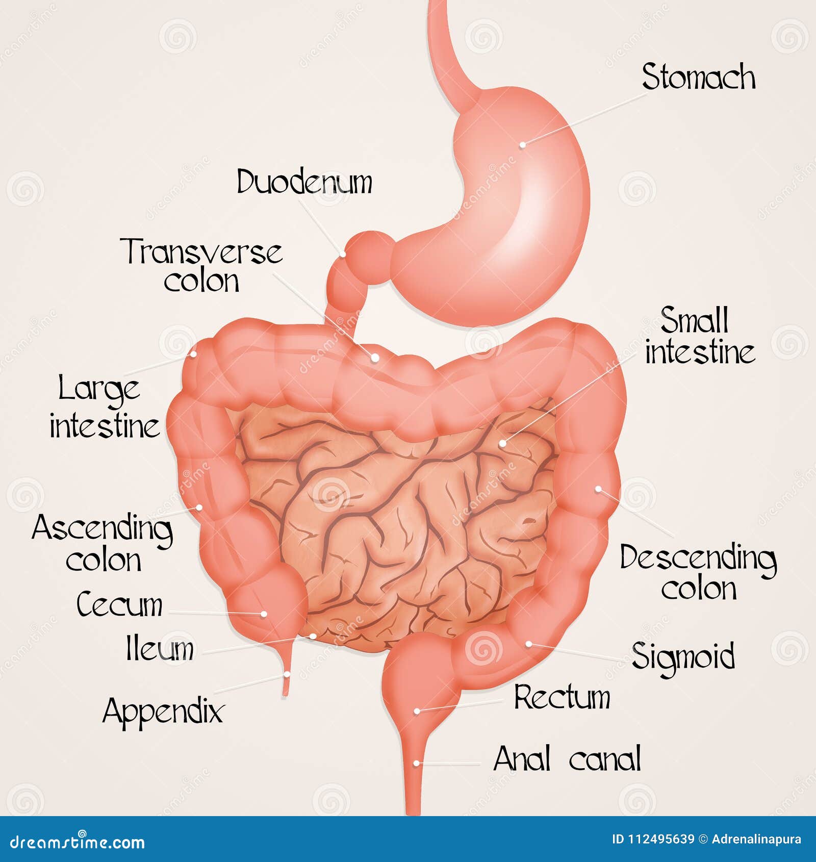 Illustration Of Intestine Diagram Royalty-Free Stock Photography ...