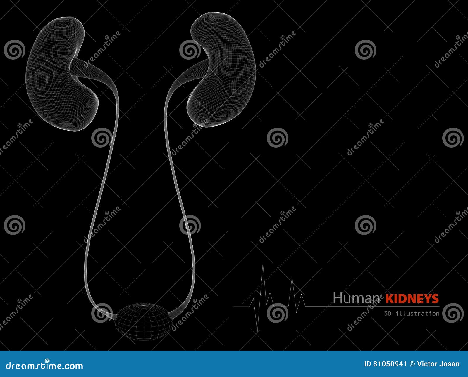 Kidney Human Internal Organ. Urinary Endocrine System Front View Vector ...