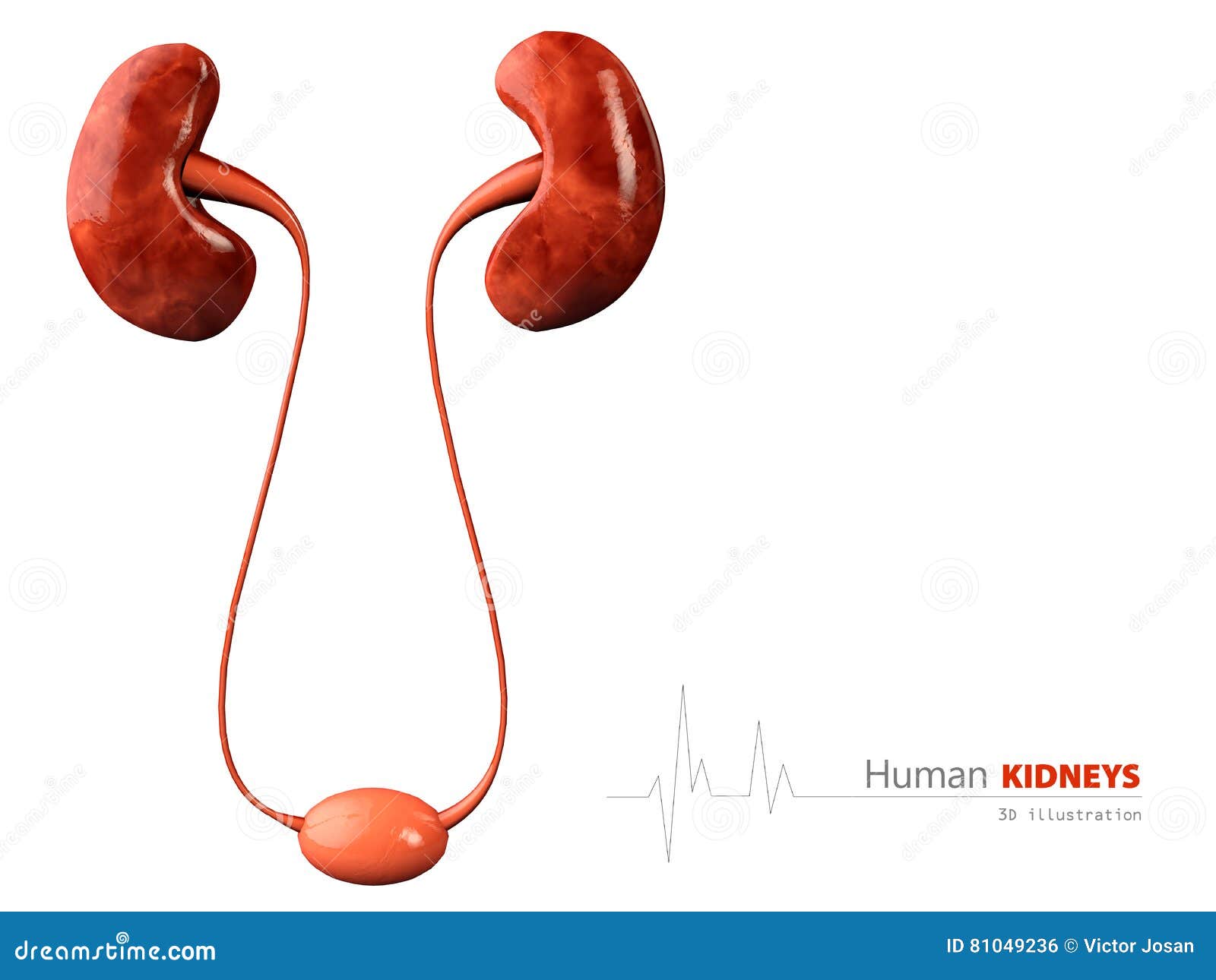 Illustration of Human Kidney on White Background Stock Illustration ...