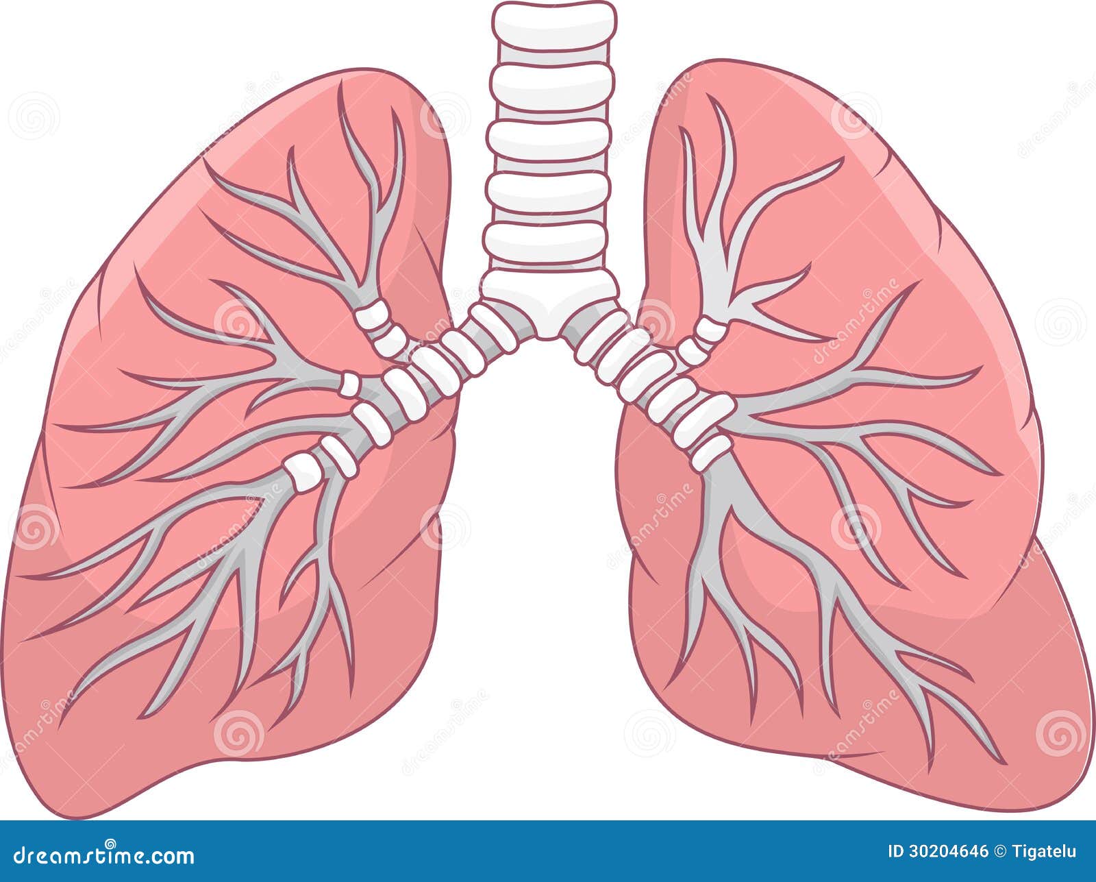 Human Lung Royalty Free Stock Image - Image: 30204646