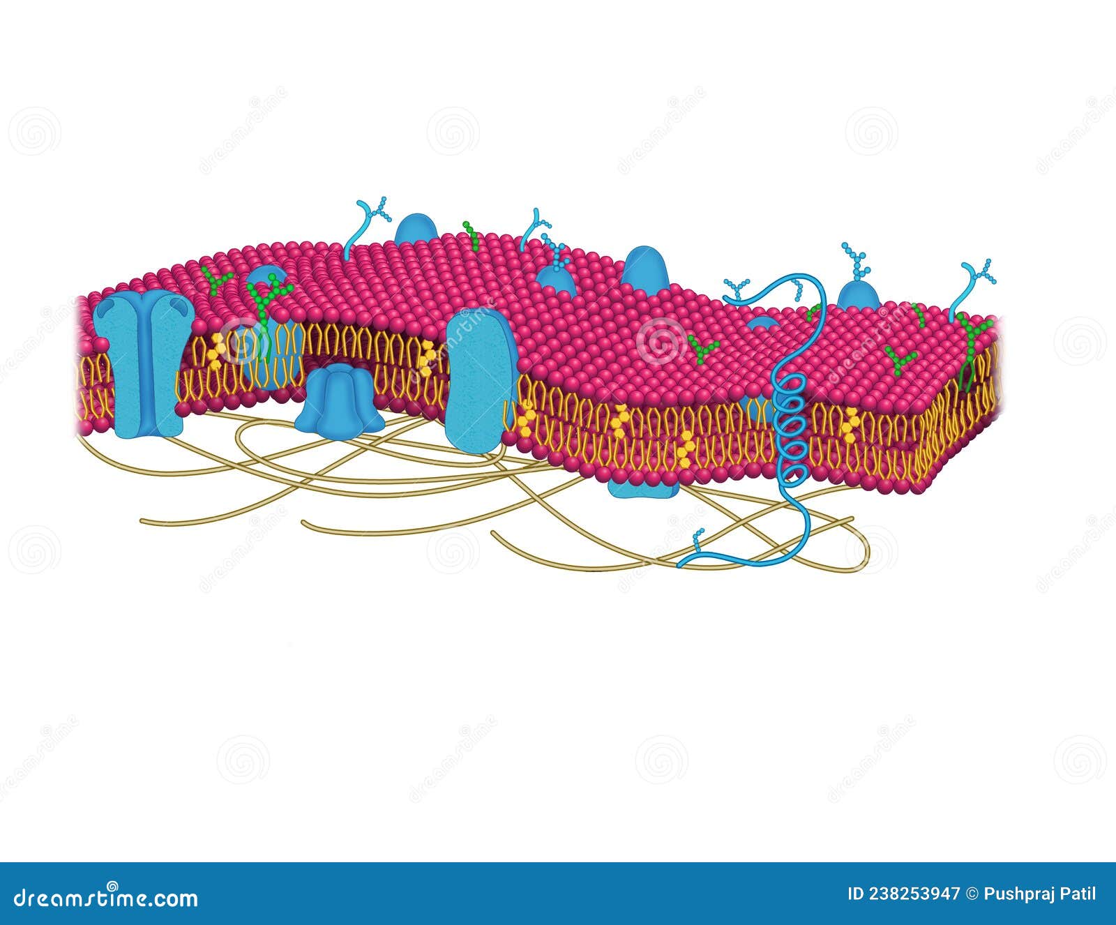 Plasma Membrane Stock Image | CartoonDealer.com #238253947
