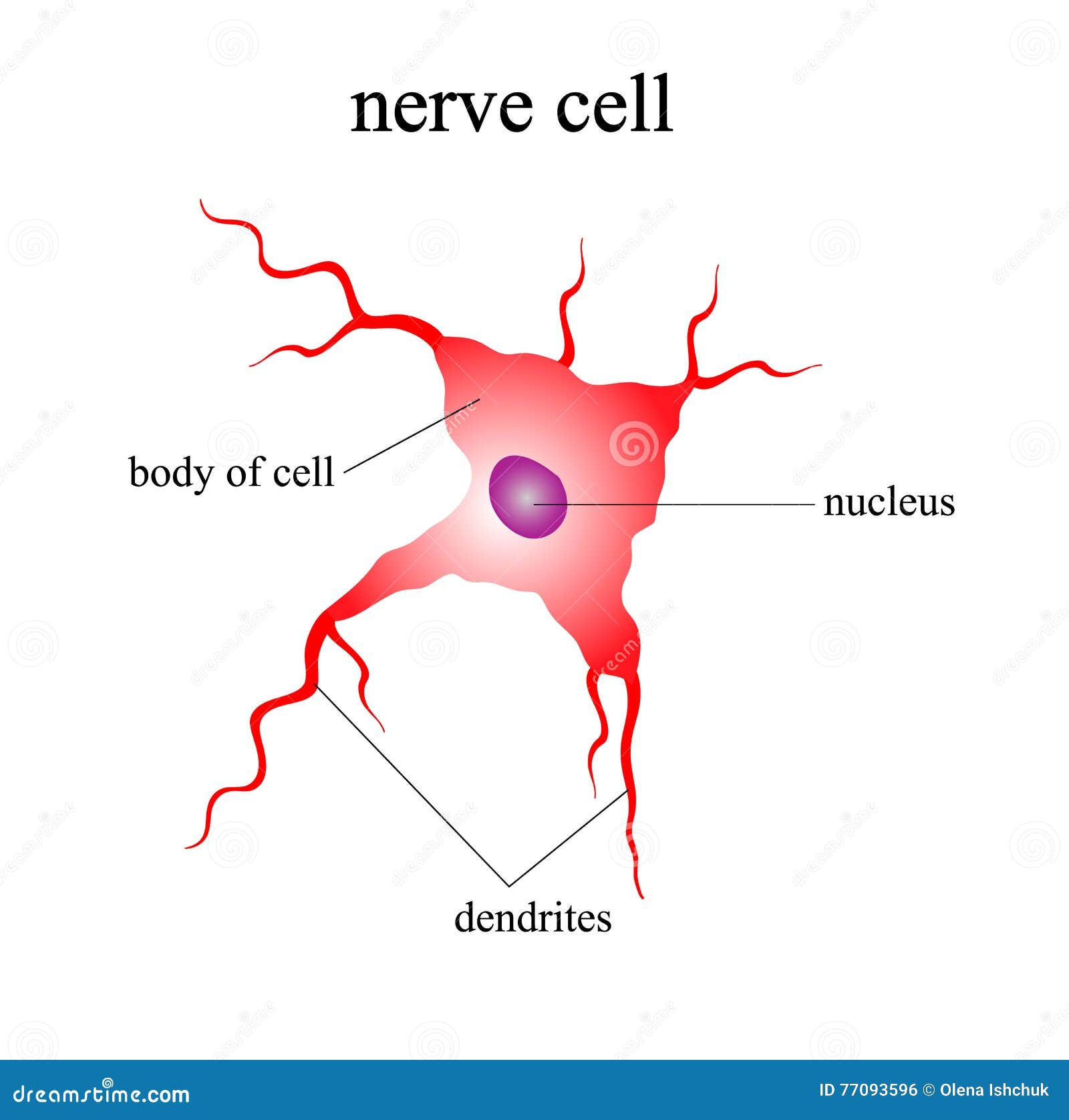 Nucleus Nerve Cell