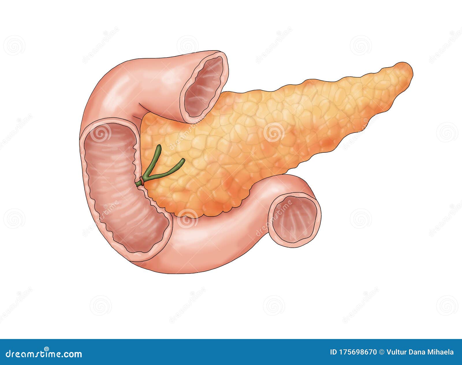 Pancreas On White Vector Illustration | CartoonDealer.com #77979686