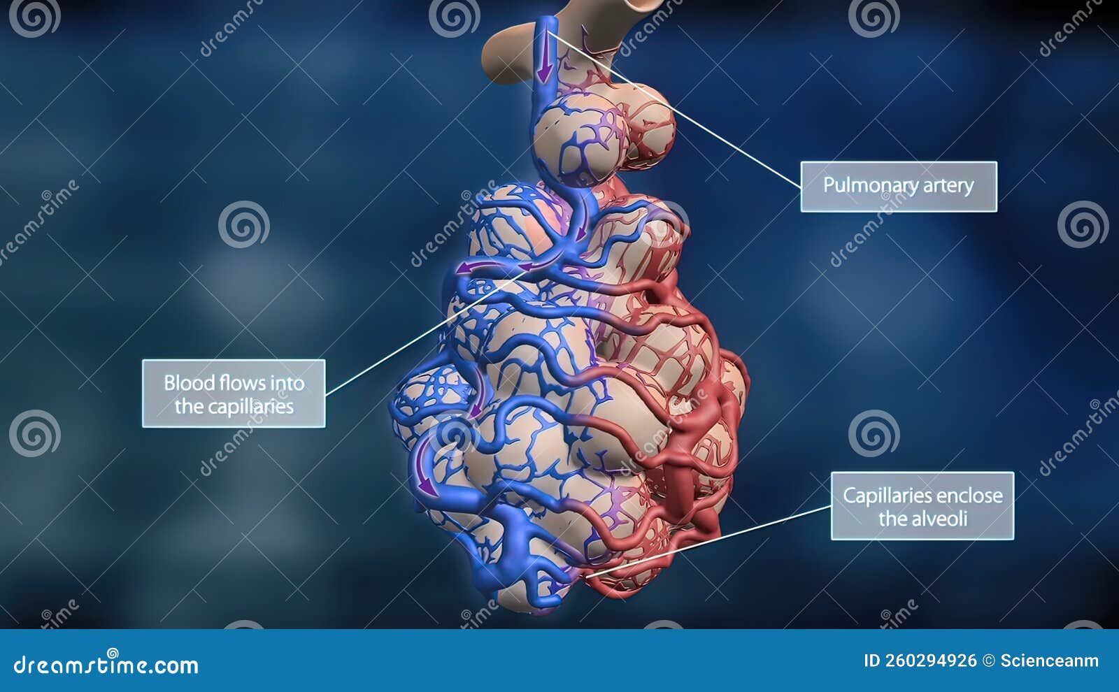 Illustration Human Respiratory System in Blue Background Stock ...