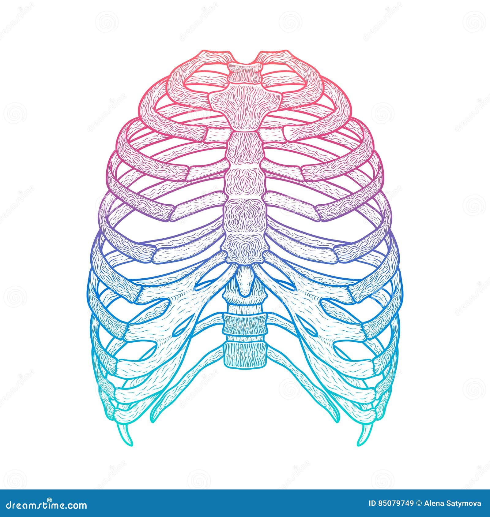 Illustration of Human Rib Cage. Line Art Style Stock Vector ...