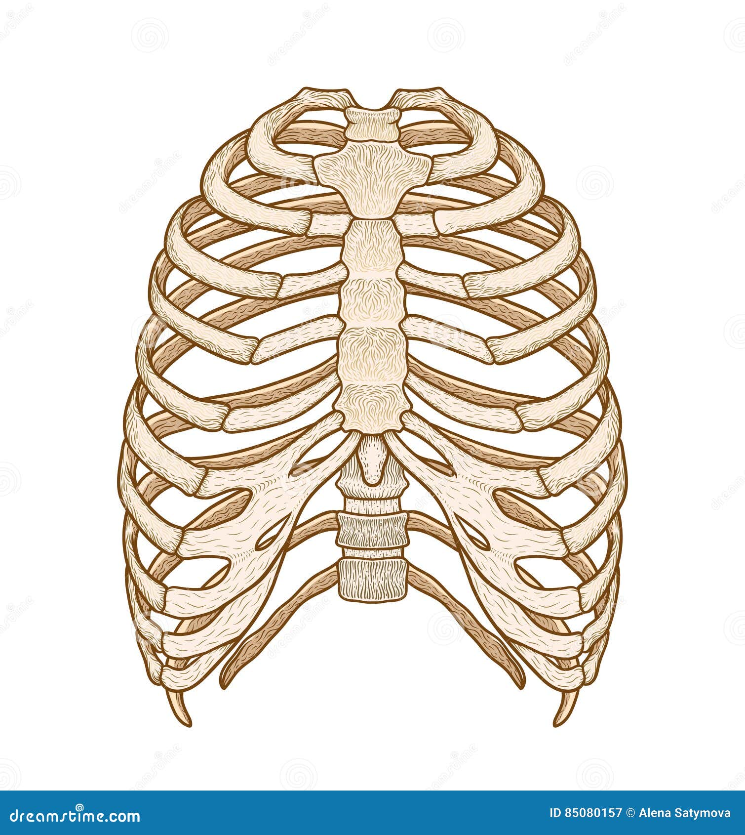 Illustration of Human Rib Cage. Line Art Style Stock Vector ...
