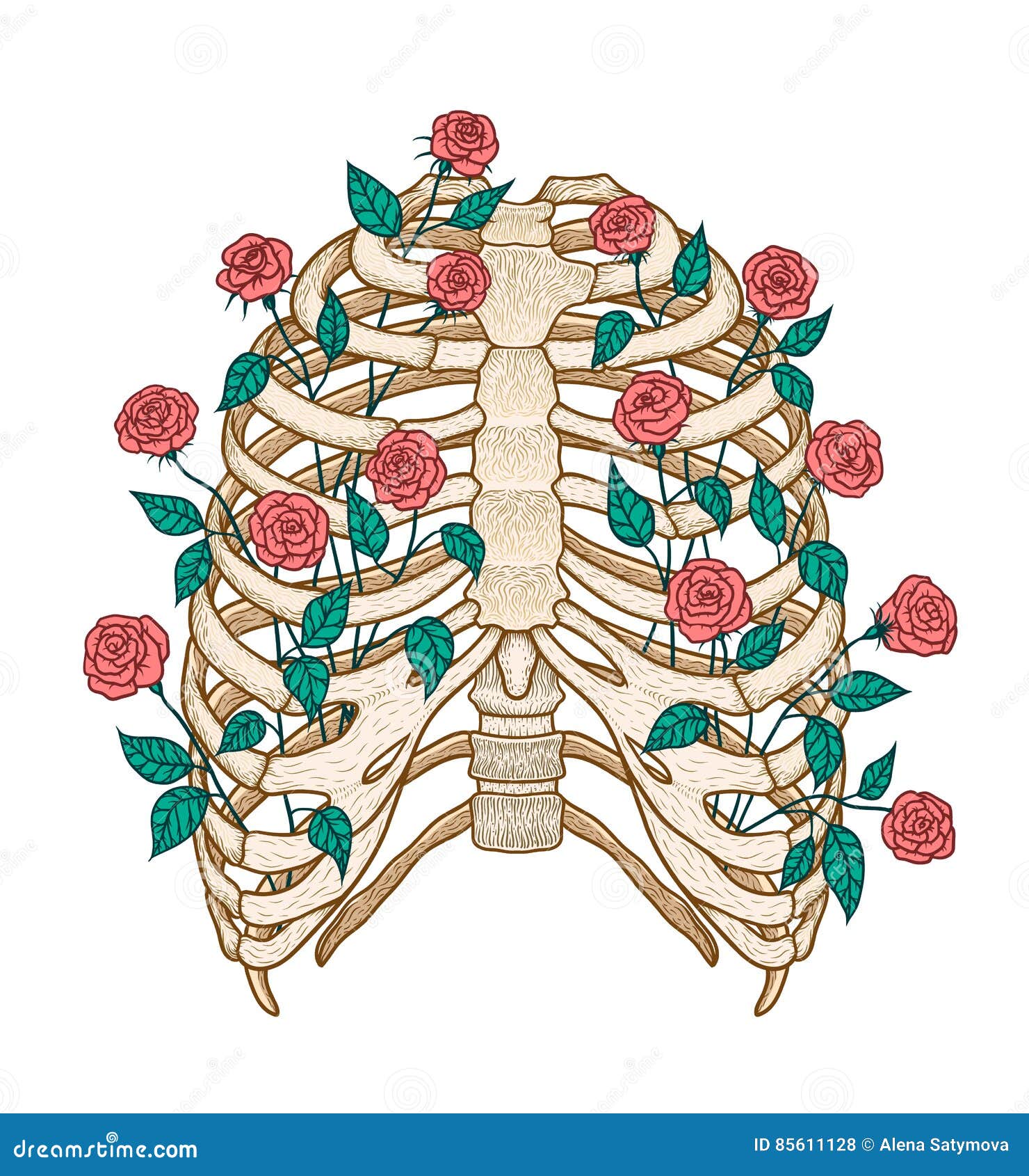 Human Rib Cage Skeletal Anatomy Pack Vector Illustration ...