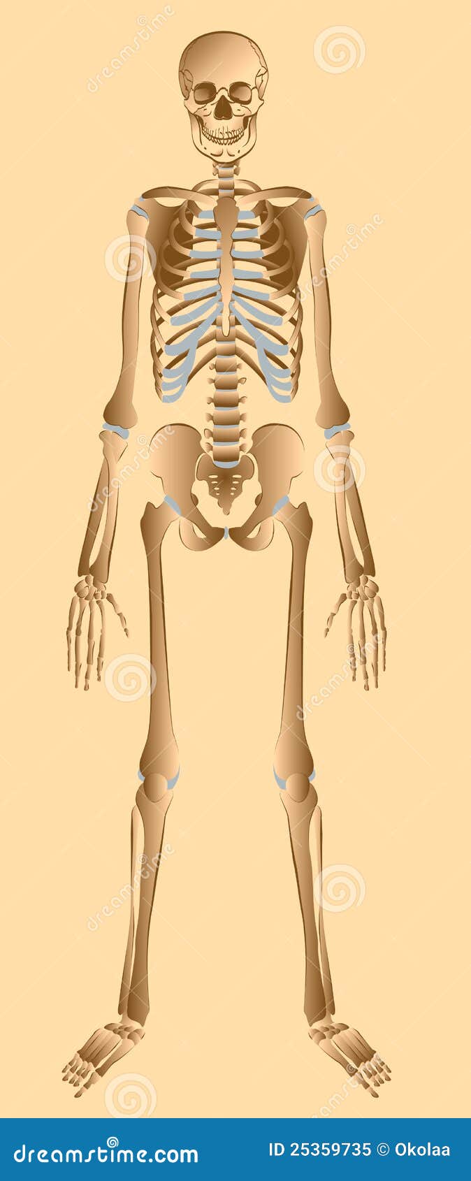 Illustration of Human Skeleton Stock Illustration - Illustration of ...