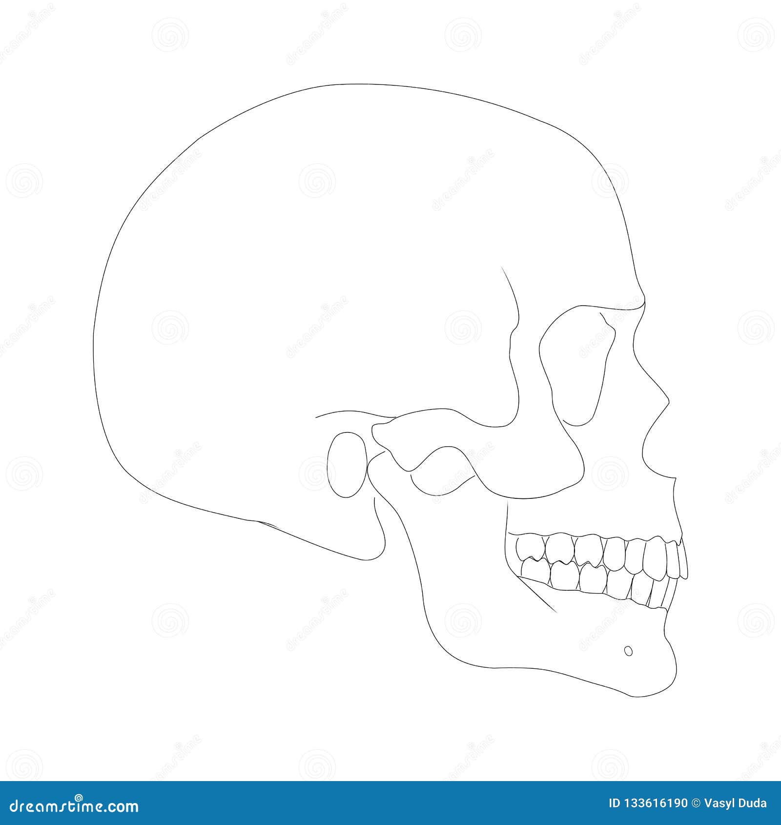 Easy Human Skull Drawing