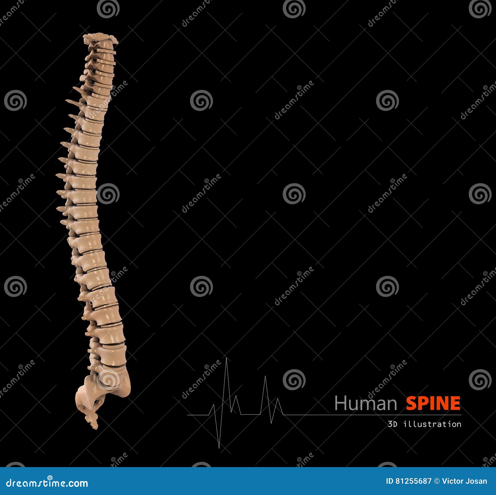 Illustration of Human Spine Abstract Scientific Background Stock ...