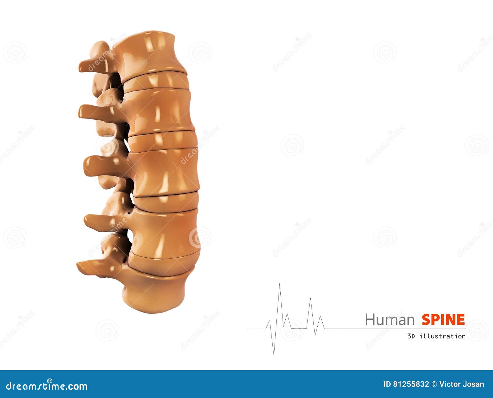 Illustration of Human Spine Abstract Scientific Background Stock ...