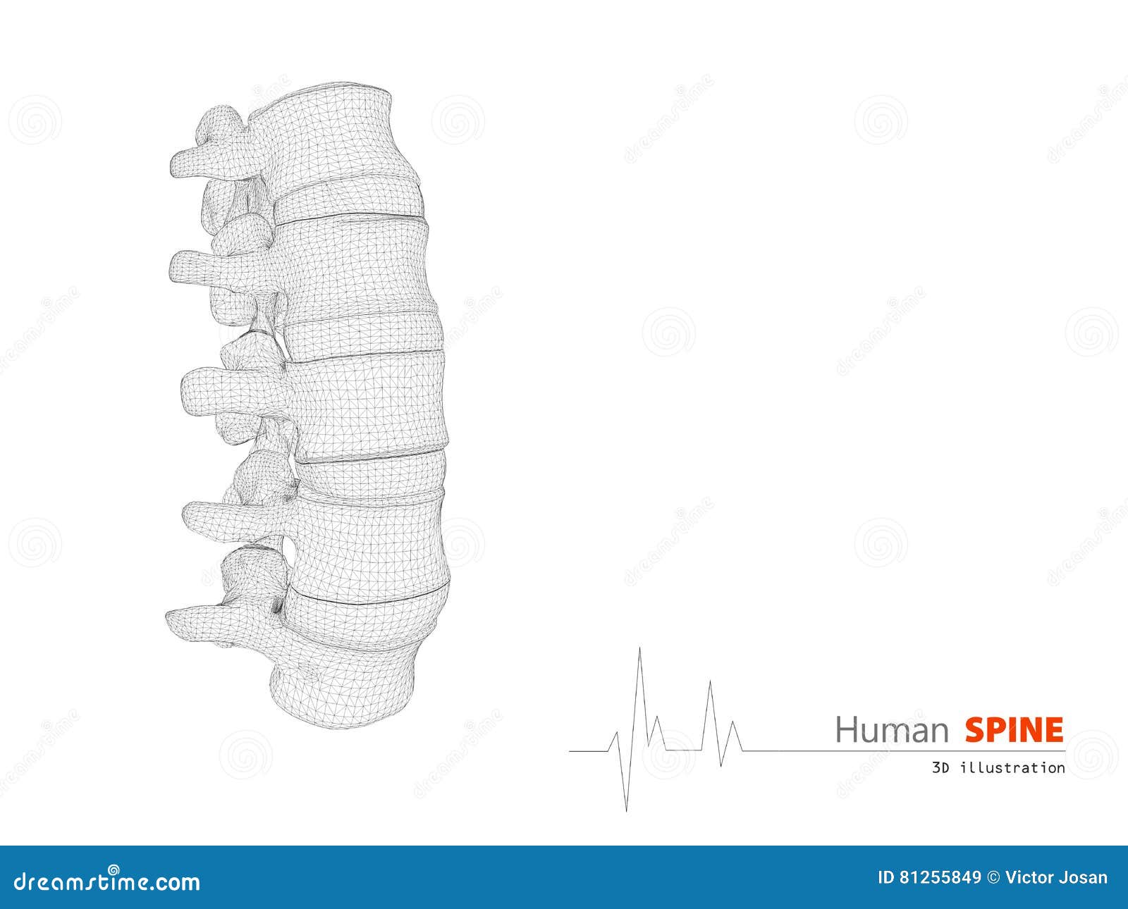 Illustration of Human Spine Abstract Scientific Background Stock ...