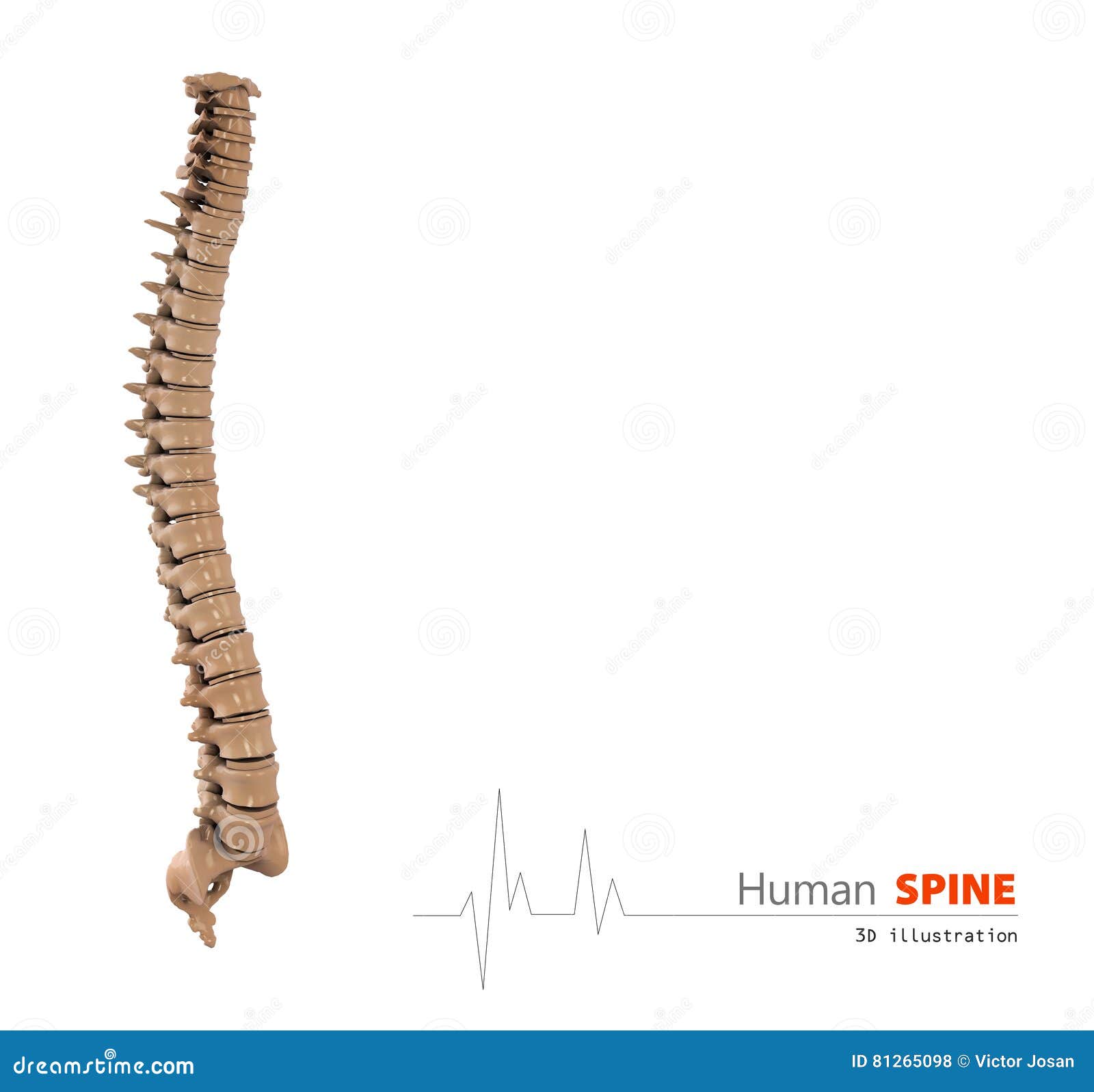 Illustration of Human Spine Abstract Scientific Background Stock ...