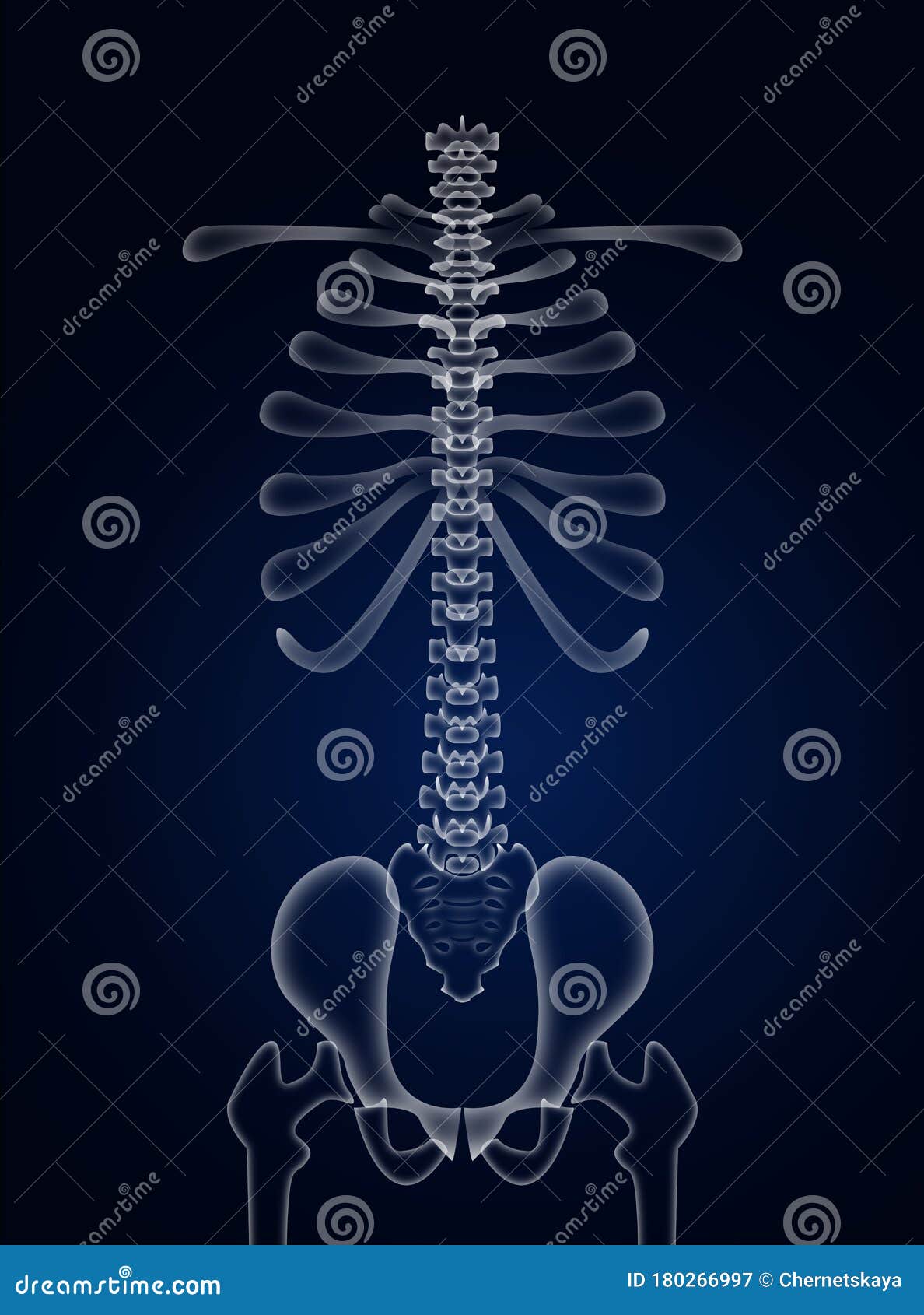Illustration of Human Spine on Blue Background Stock Illustration ...