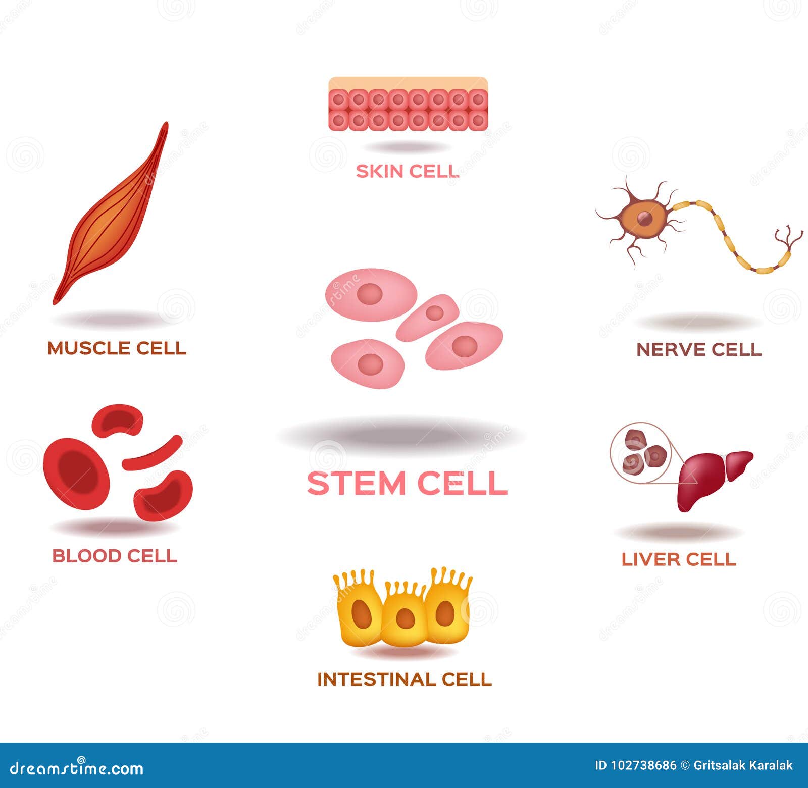 Illustration of the Human Stem Cell Applications Stock Vector ...