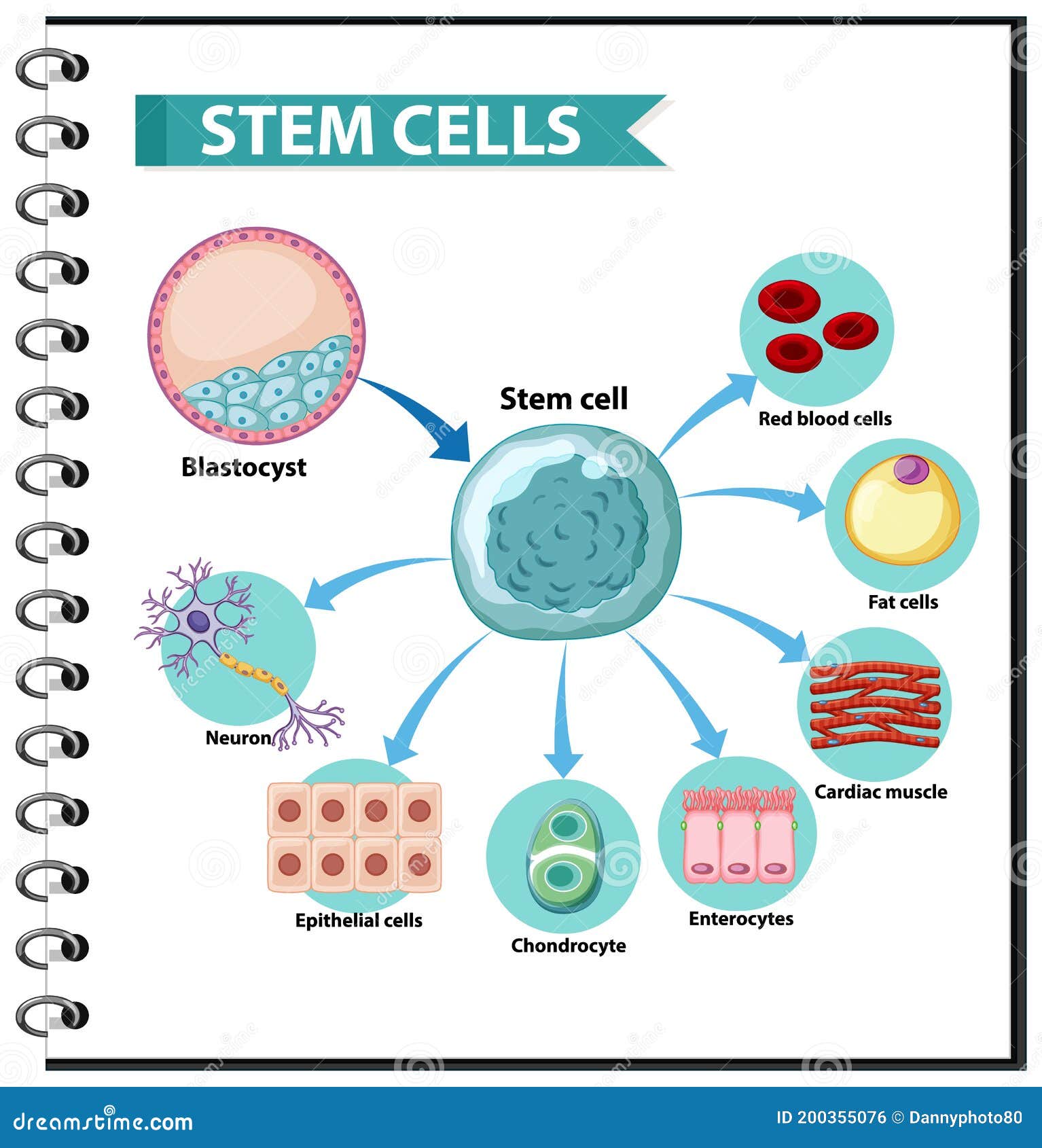 Illustration of the Human Stem Cell Applications on a White Background ...
