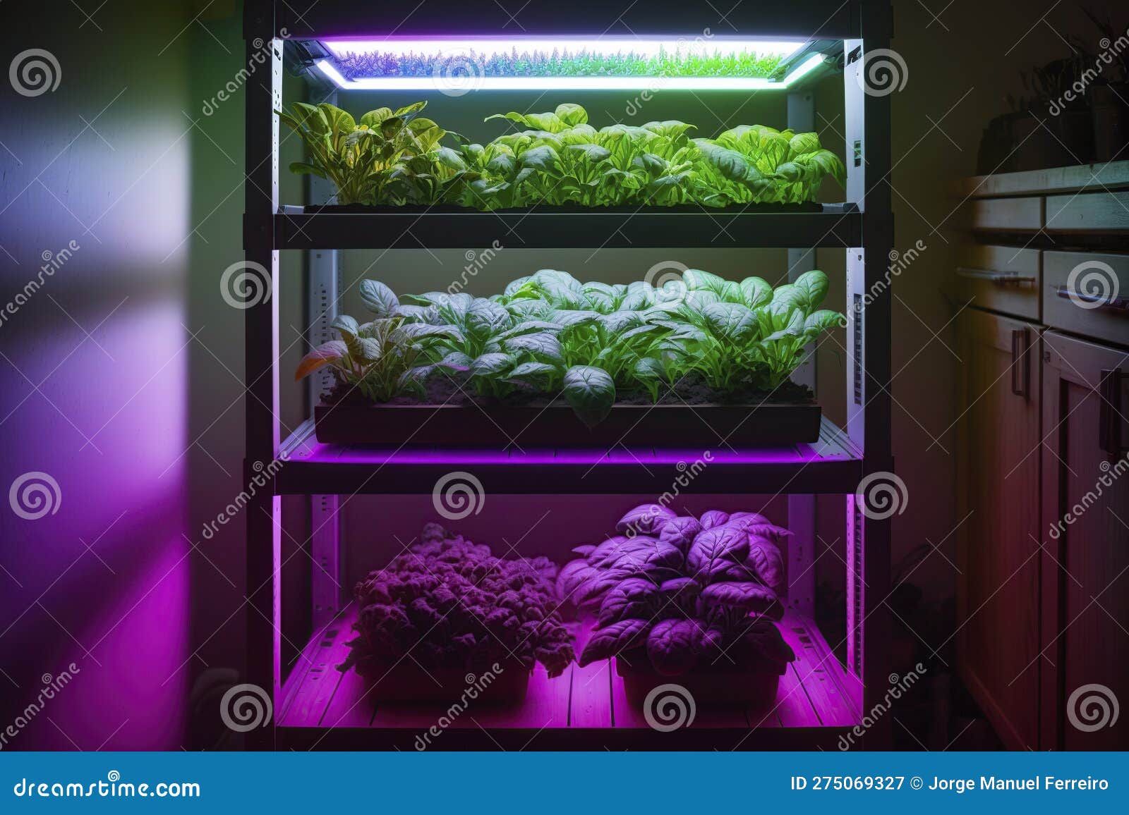 Illustration, an Indoor Cultivation System Planted Growing Plants ...