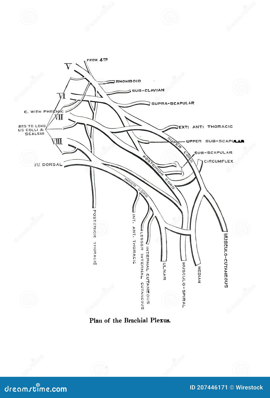 Illustration Instructive Du Plan Du Plexus Brachial Humain Illustration ...