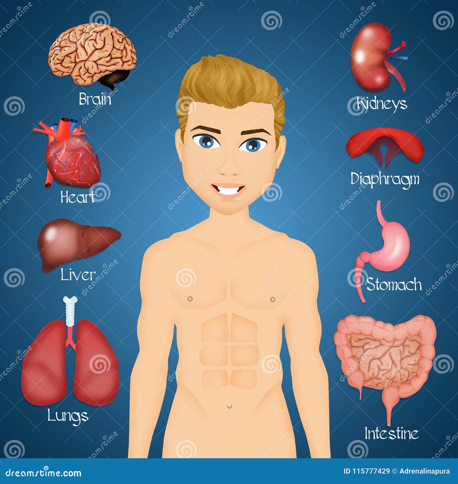 Illustration of Internal Organs Stock Illustration - Illustration of ...